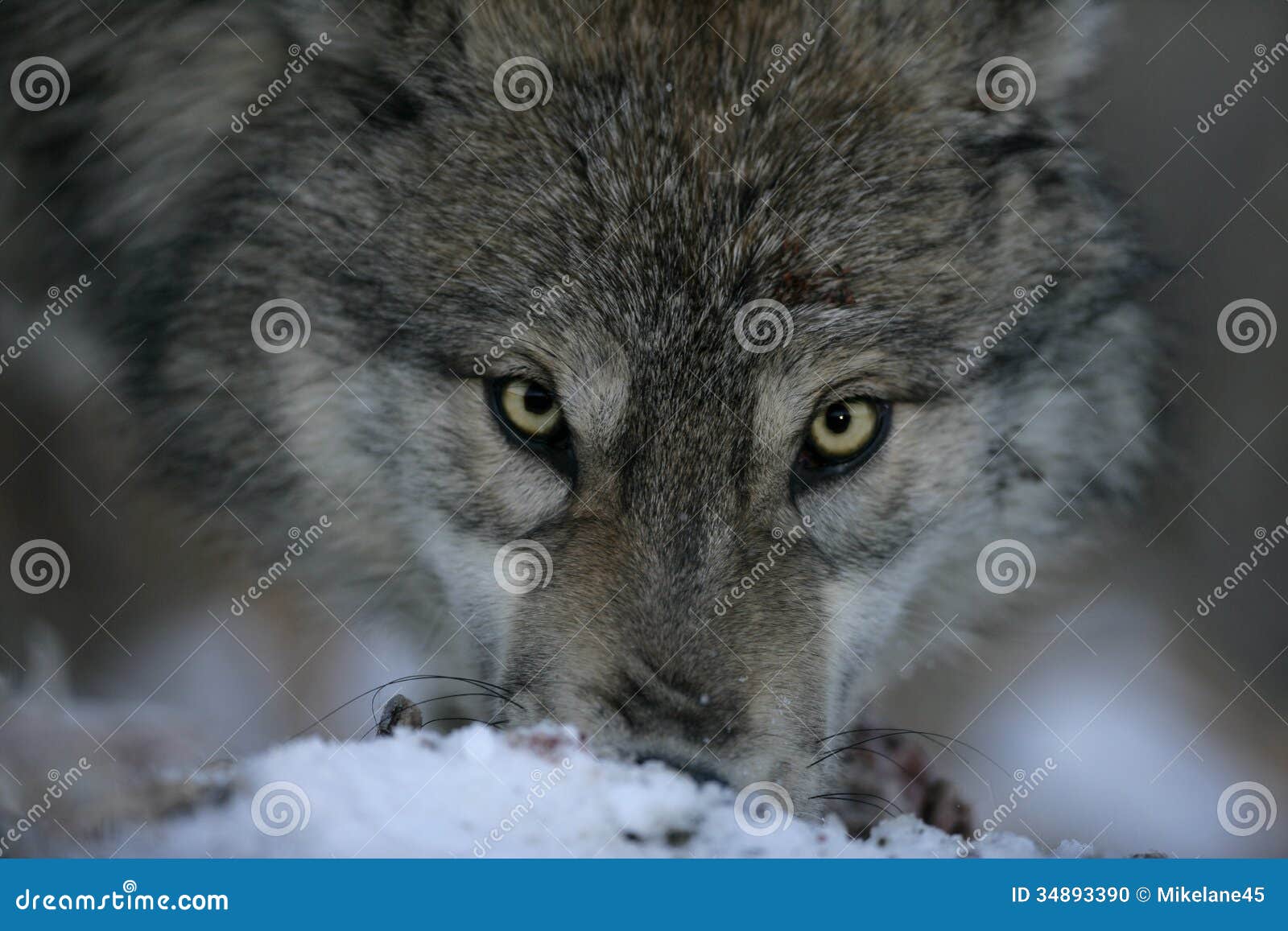 Grey wolf, Canis lupus stock photo. Image of wildlife - 34893390