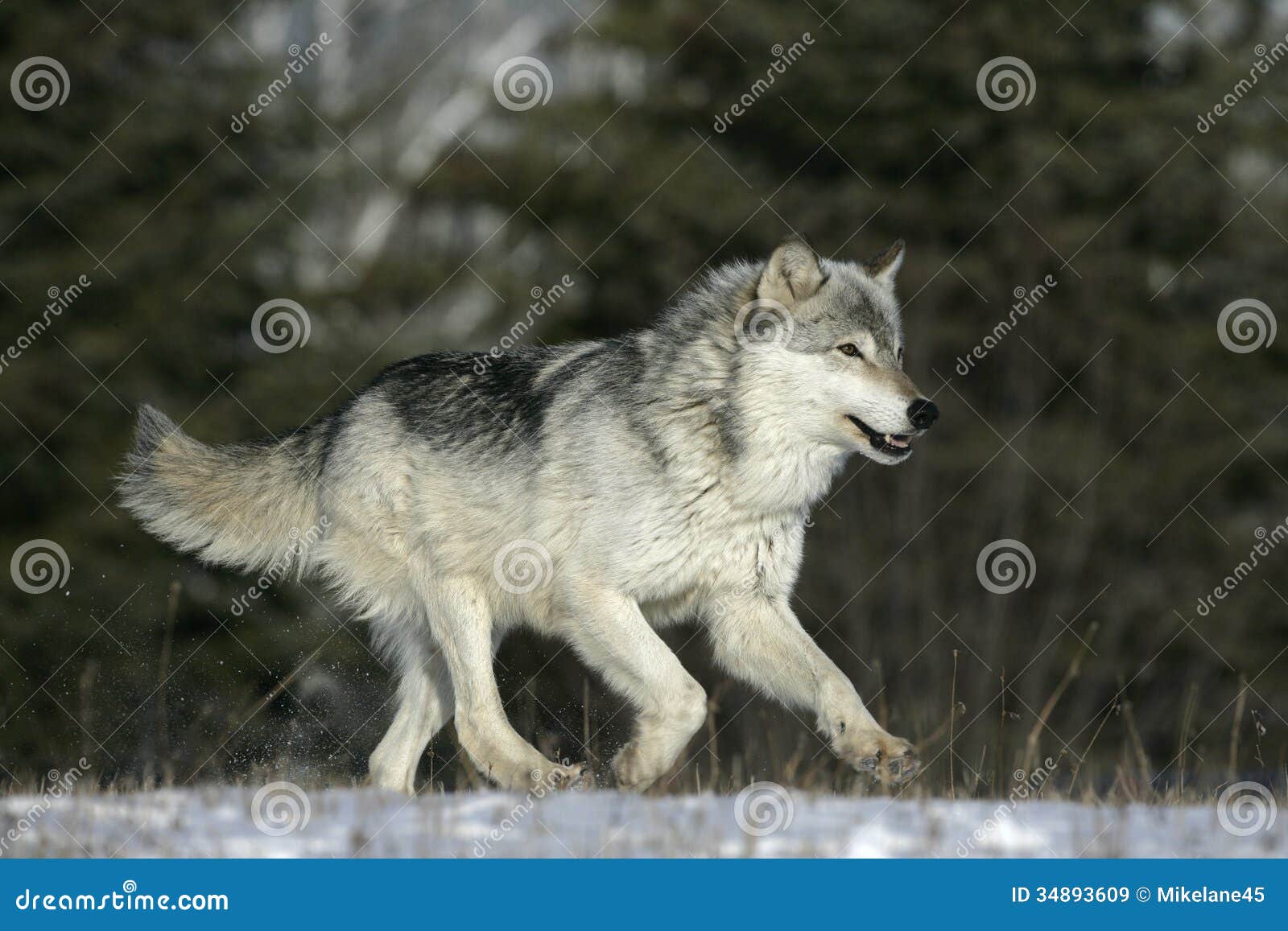 Grey wolf, Canis lupus stock image. Image of canis, utonagan - 34893609