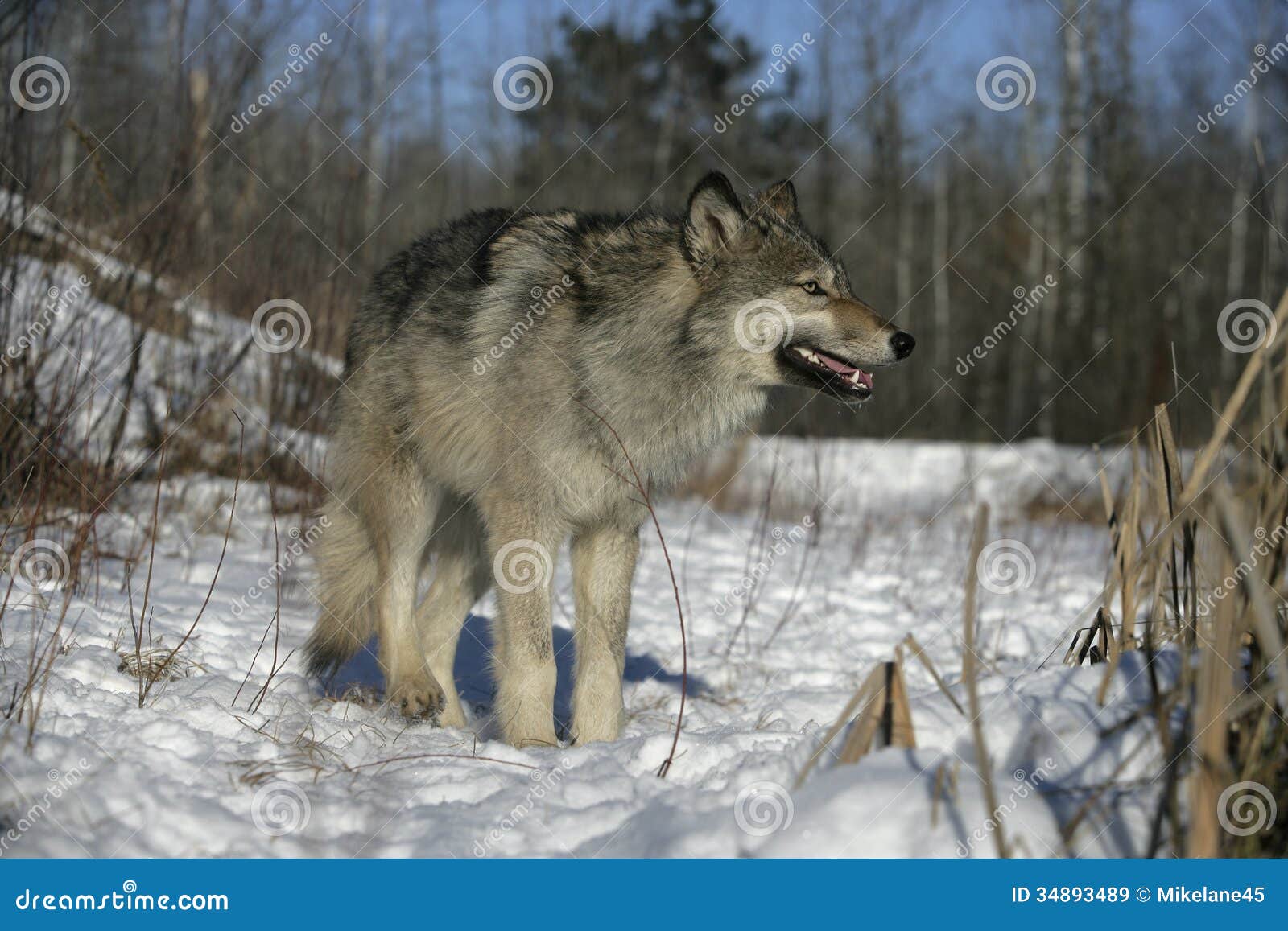 Grey wolf, Canis lupus stock image. Image of snout, fauna - 34893489