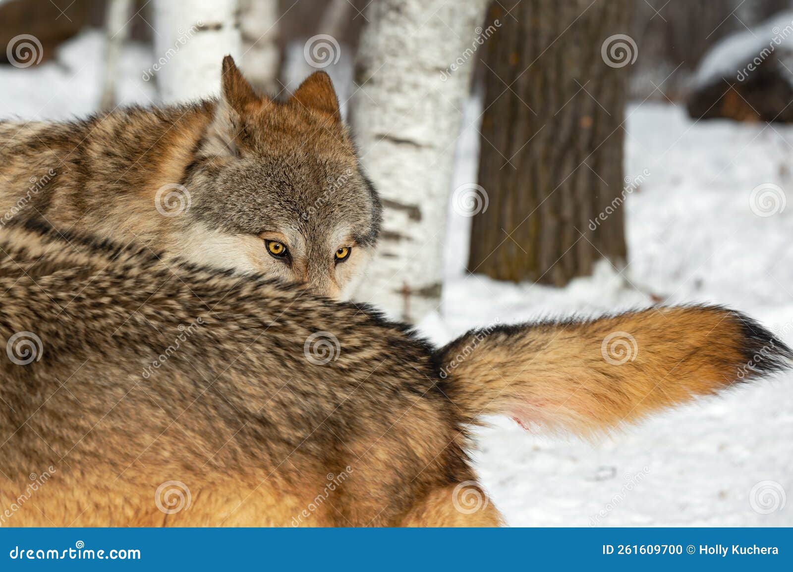 Grey Wolf Canis Lupus Sniffs at Tail of Packmate Winter Stock Photo ...