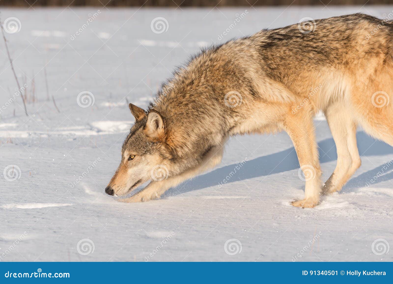 Grey Wolf Canis Lupus Sniffs To Left in Snow Stock Image - Image of ...