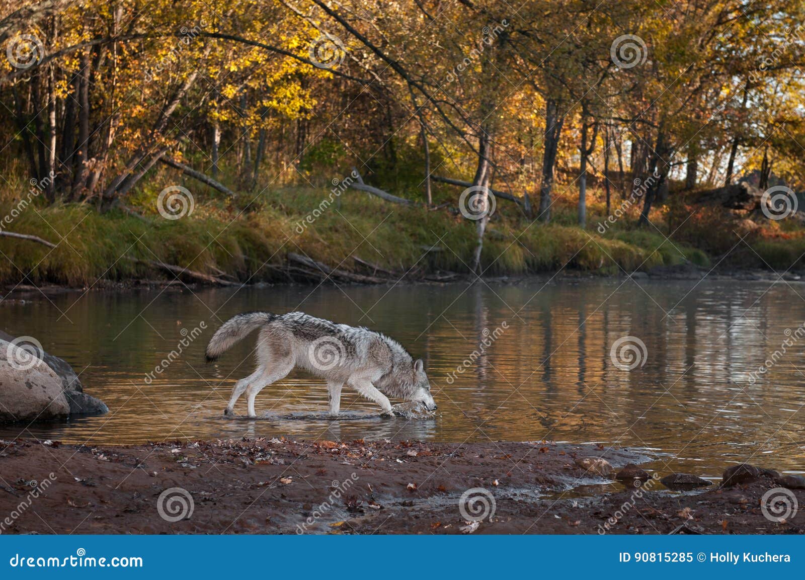 Grey Wolf Canis Lupus Splashes in Water Stock Image - Image of wildlife ...