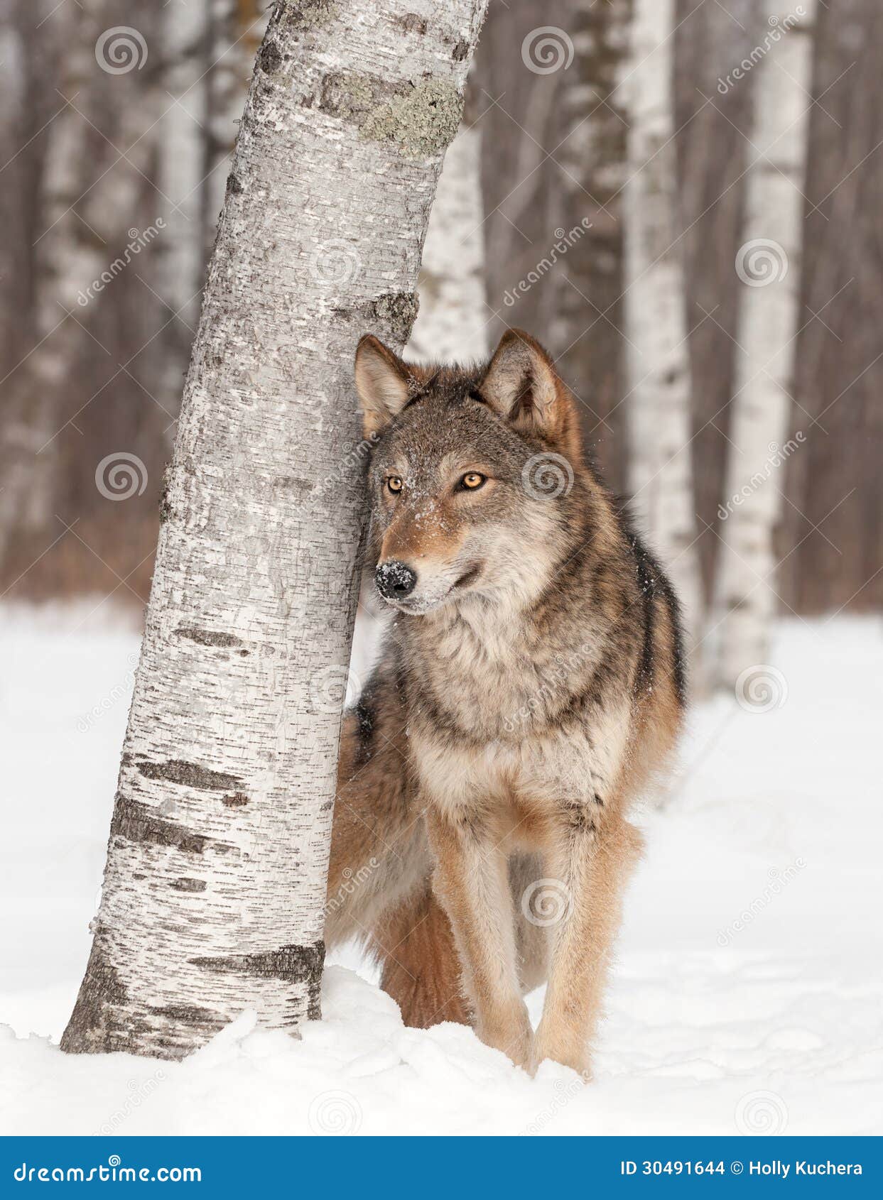 Grey Wolf (Canis Lupus) Stands Next To Birch Tree Stock Photo - Image ...