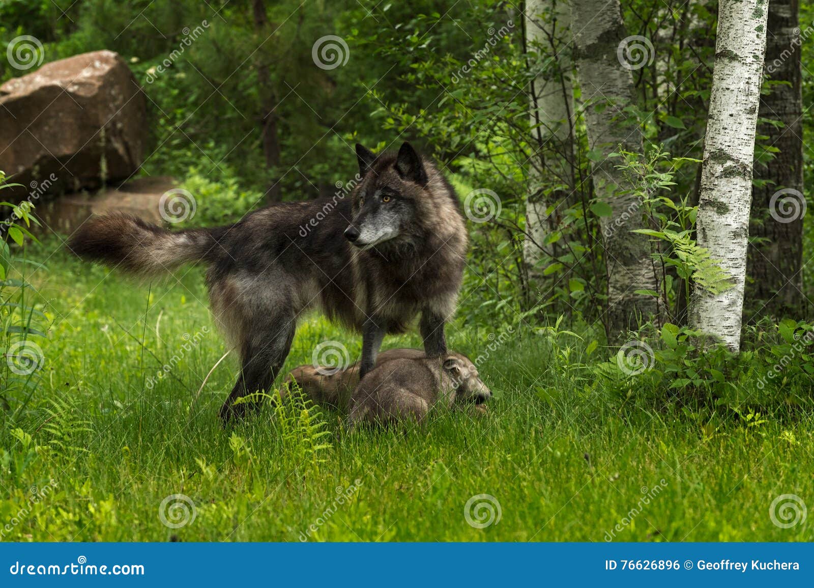 Grey Wolf (Canis Lupus) Stands Over Pups Stock Photo - Image of young ...