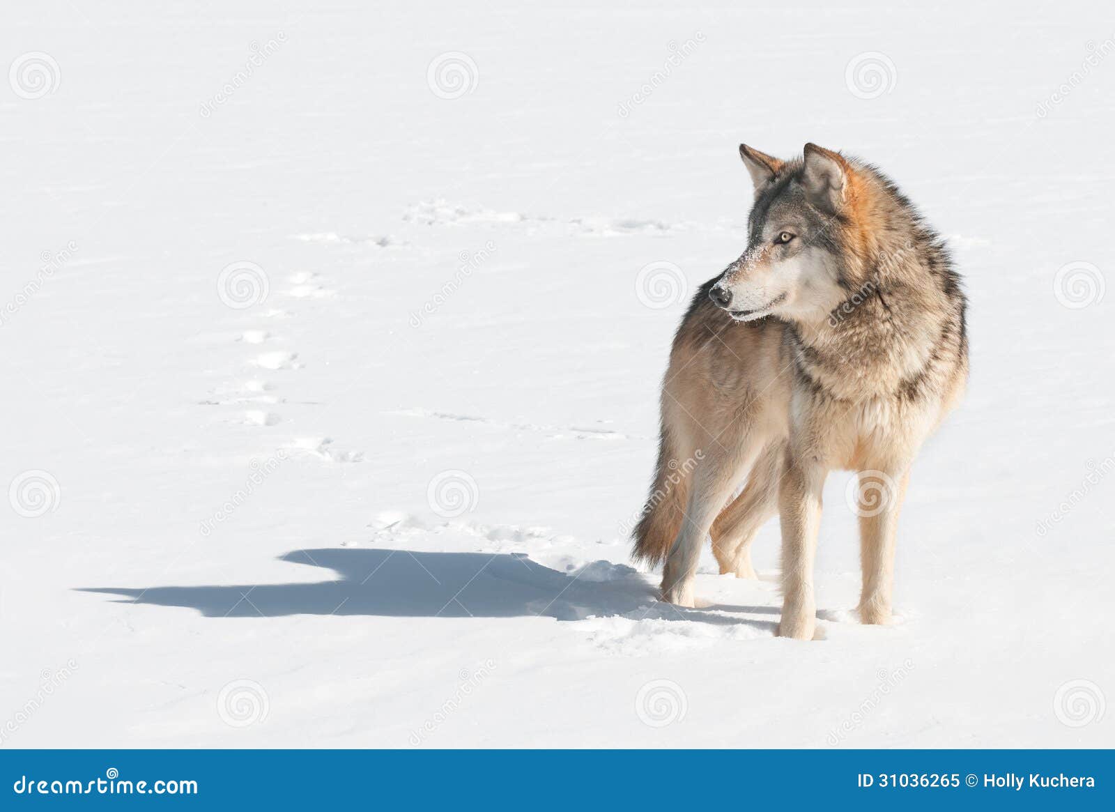 The Grey Wolf Or Gray Wolf Canis Lupus Standing In The Forest. A Large ...