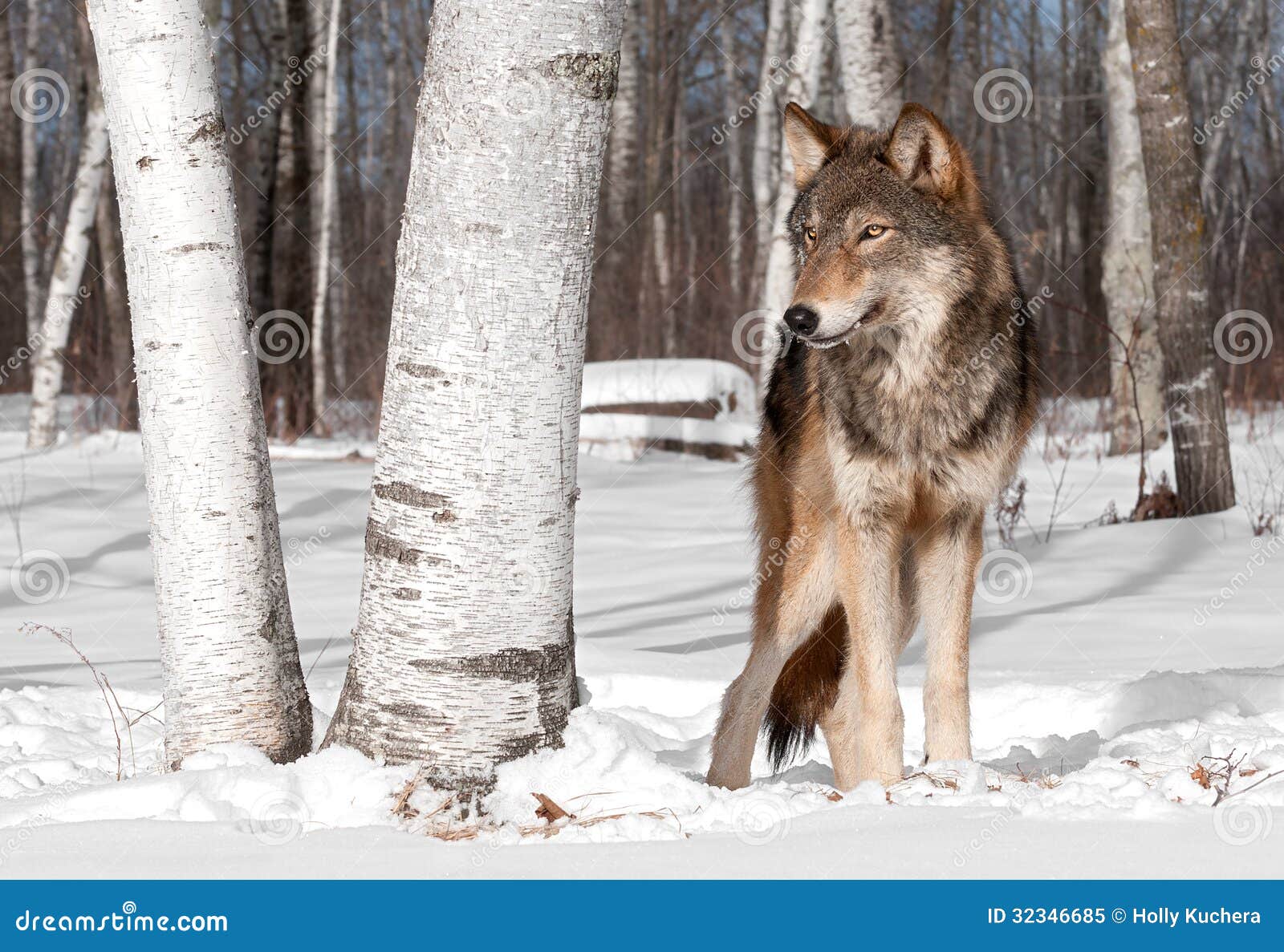 Grey Wolf (Canis Lupus) Stands in Treeline with Birch Tree Stock Image ...