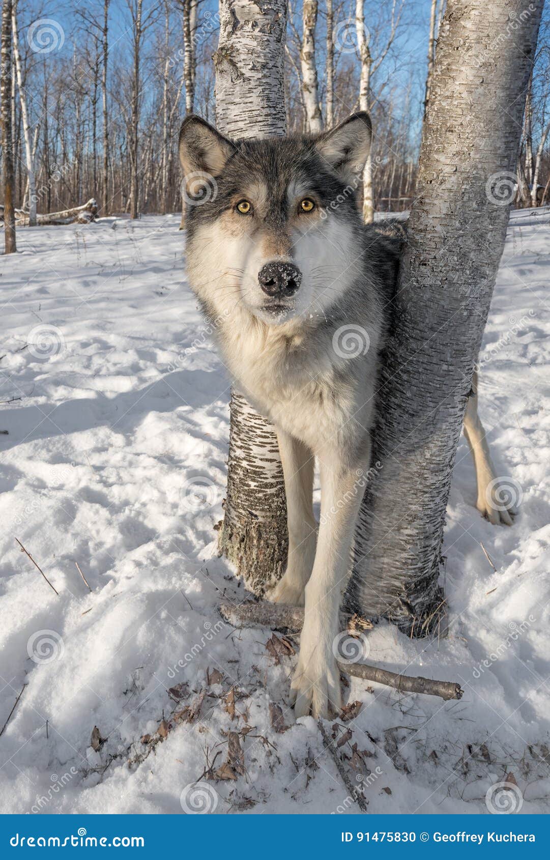 Grey Wolf Canis Lupus Stands between Trees Ears Forward Stock Photo ...