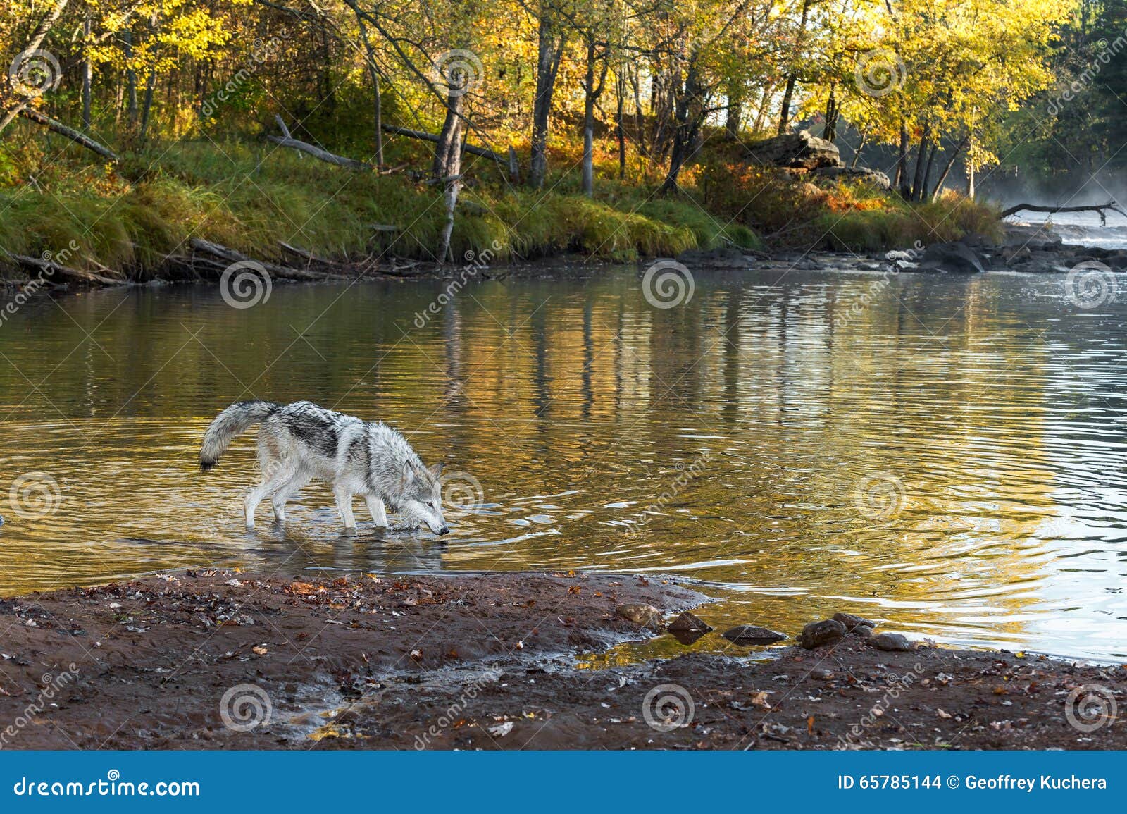 Grey Wolf (Canis Lupus) Stands in Water Stock Photo - Image of canis ...
