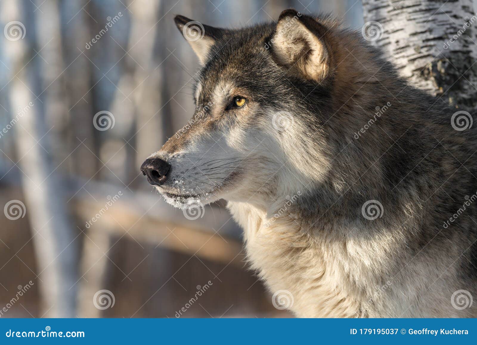 Grey Wolf Canis Lupus Stares Left Profile Winter Stock Image - Image of ...