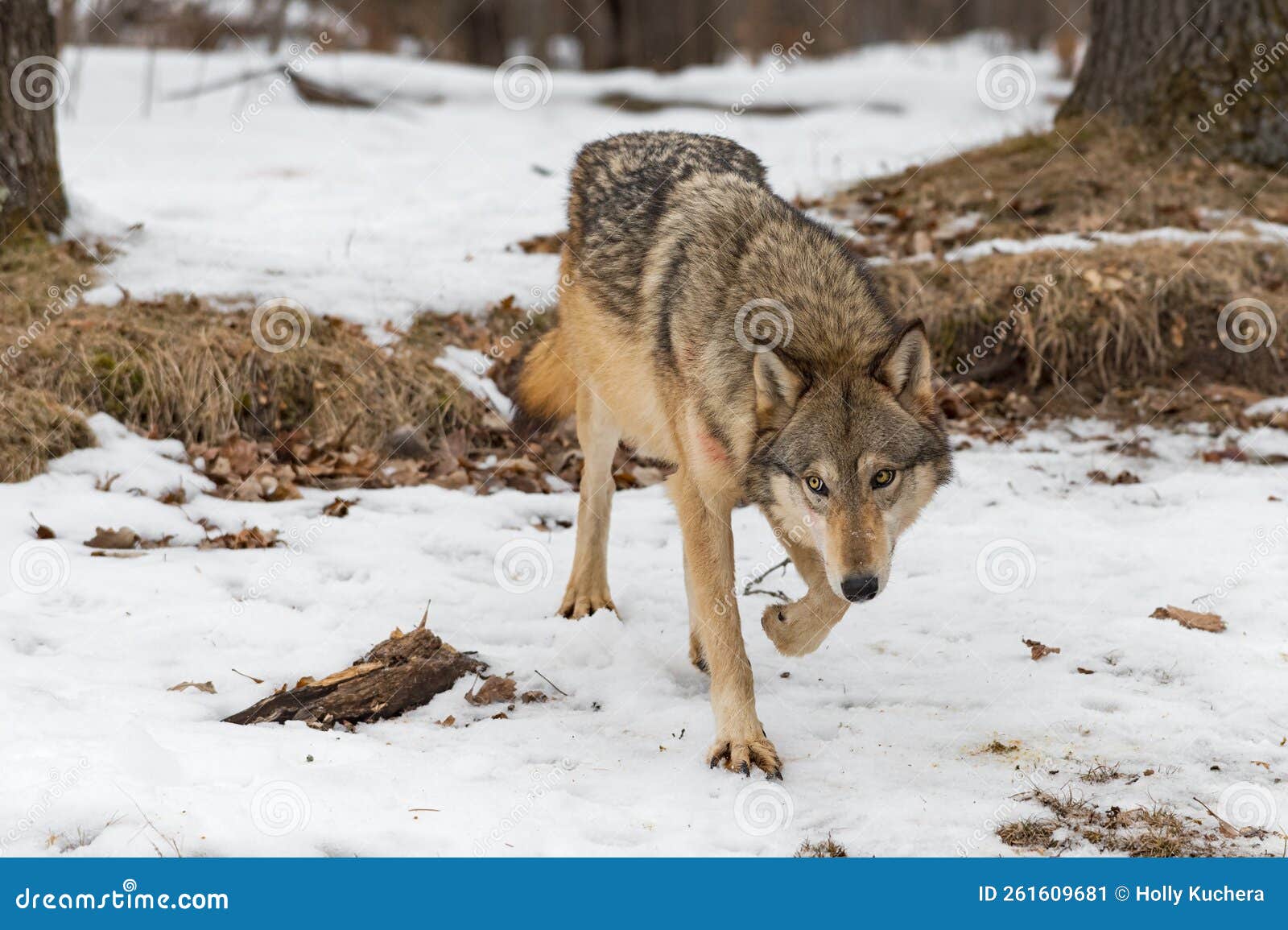 Grey Wolf Canis Lupus Steps Forward Front Paw Up Winter Stock Image ...