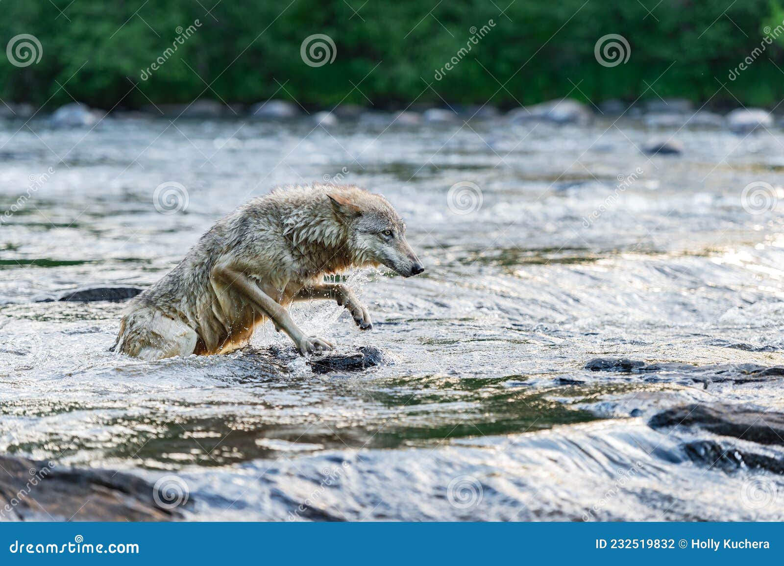 Grey Wolf Canis Lupus Steps Up on Rock Ledge in River Summer Stock ...