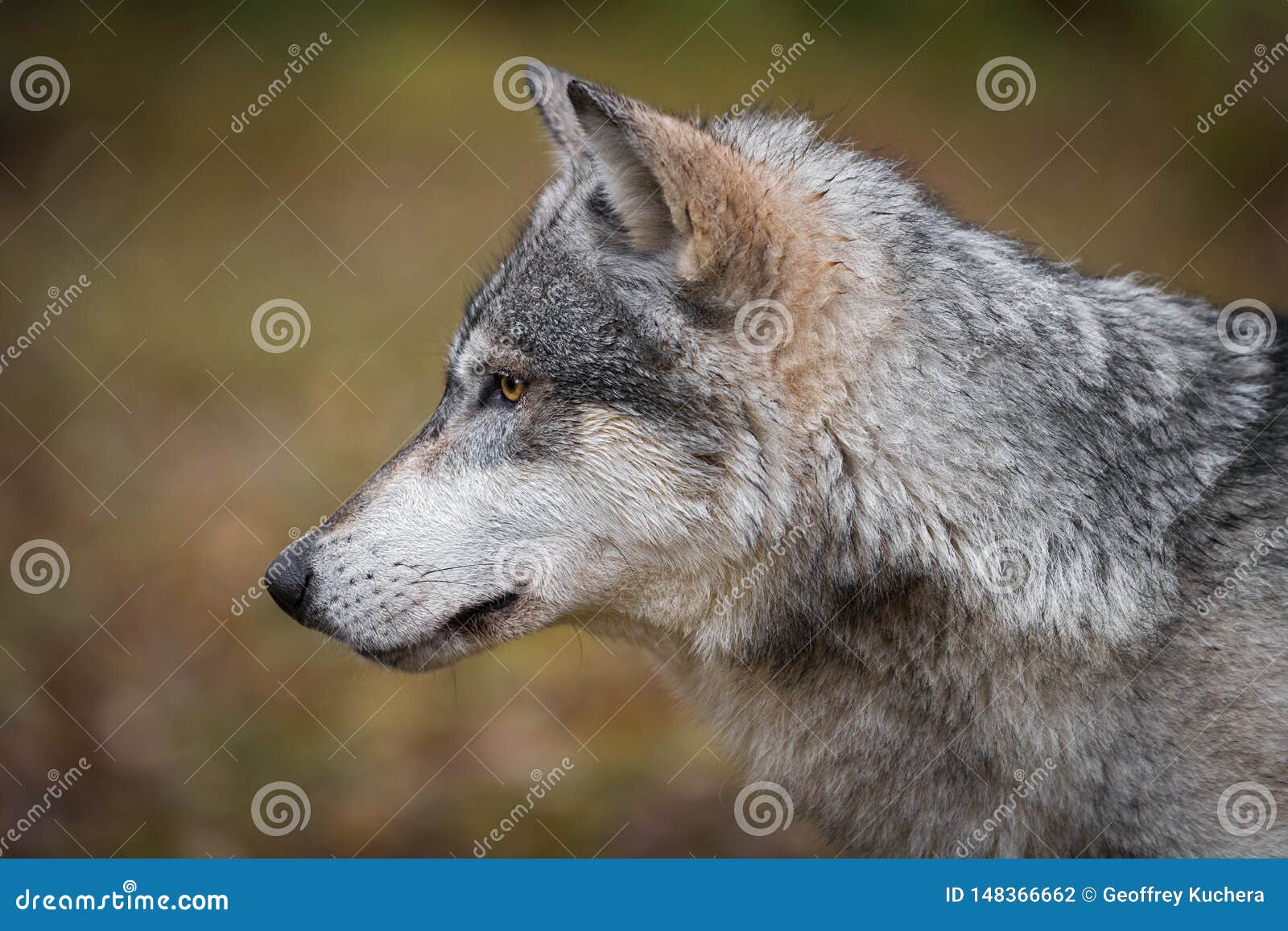 Grey Wolf Canis Lupus Straight Left Profile Autumn Stock Photo - Image ...