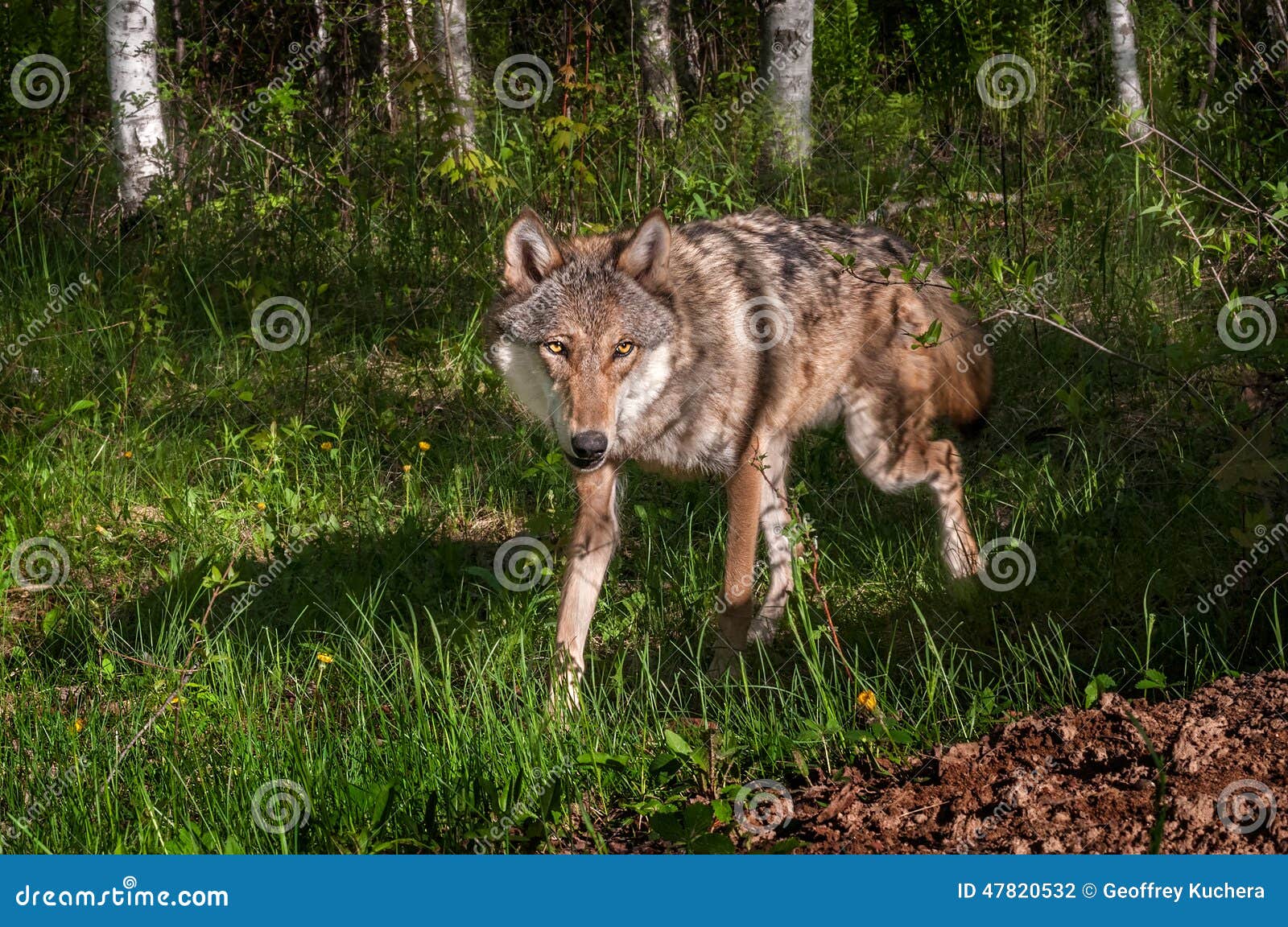 Grey Wolf (Canis Lupus) Trots Around Corner Stock Photo - Image of ...