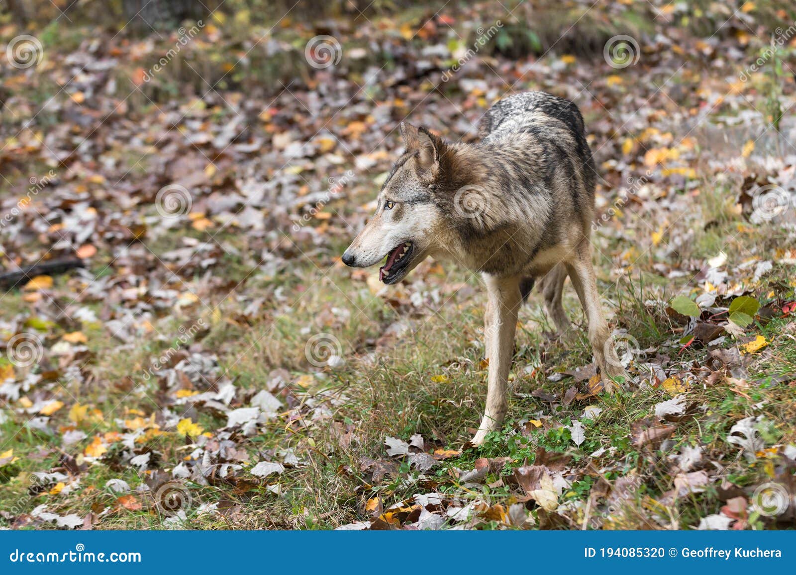 Grey Wolf Canis Lupus Turns Left in Leaf Clutter Autumn Stock Photo ...