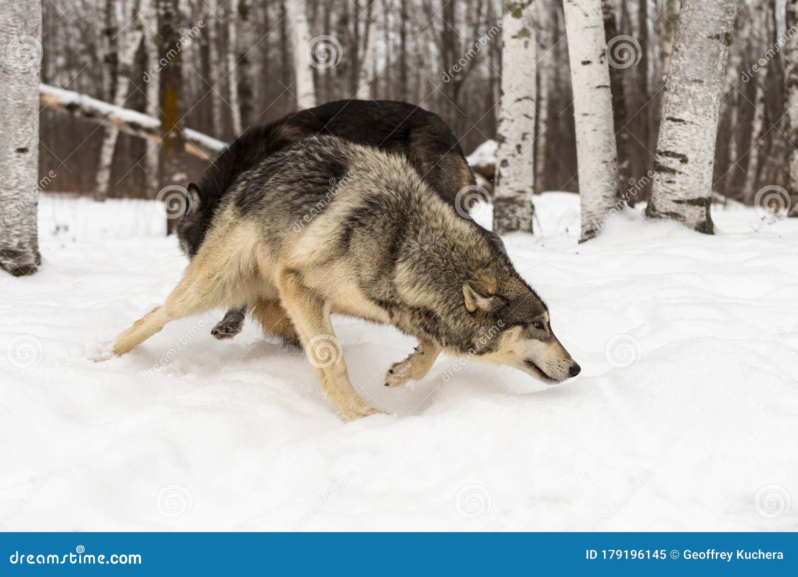 Grey Wolf Canis Lupus Turns Second Wolf Sniffs Behind Winter Stock ...