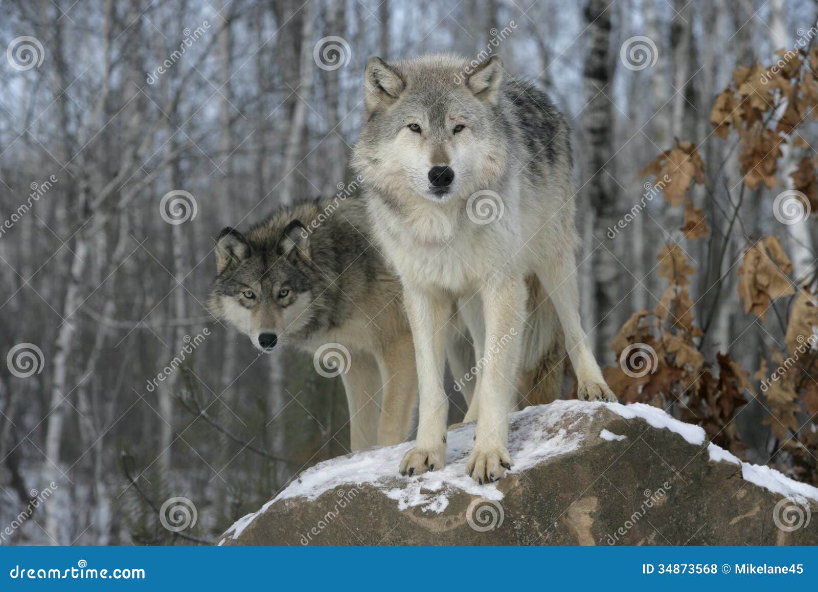 Grey wolf, Canis lupus stock photo. Image of snow, wildlife - 34873568