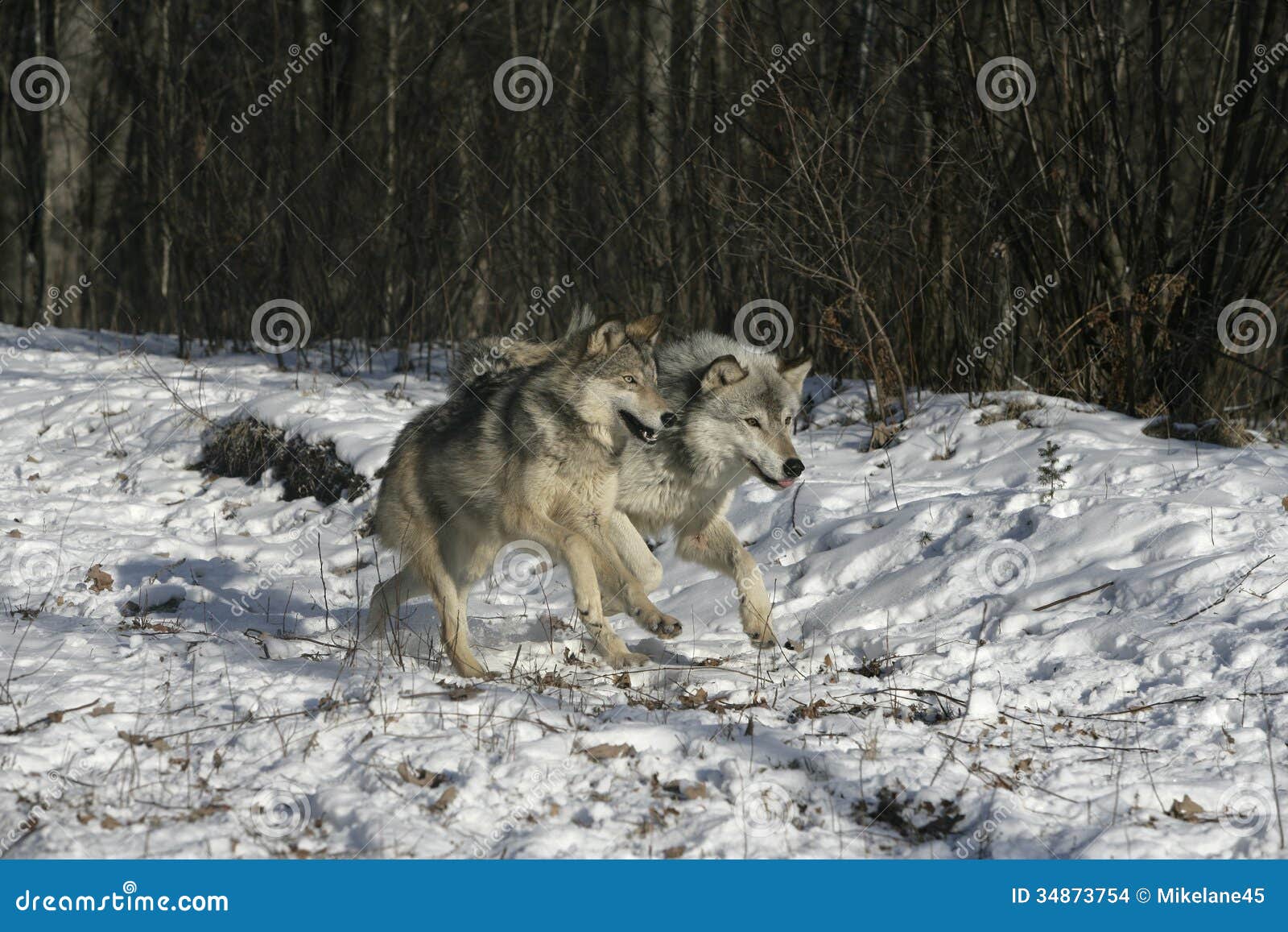 Pack Of Gray Wolves Running