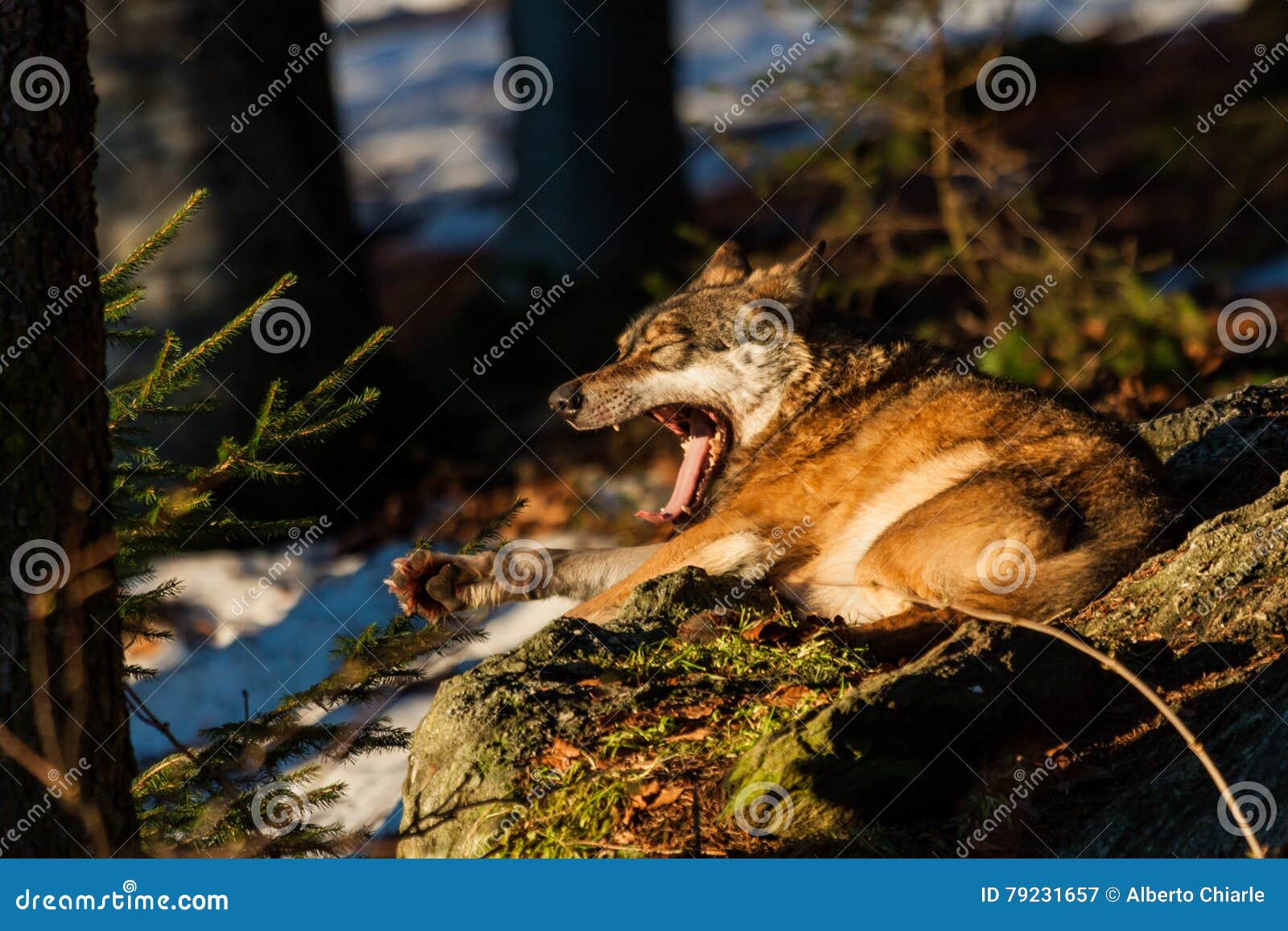Grey Wolf (Canis Lupus) Yawning - Captive Animal Stock Image - Image of ...
