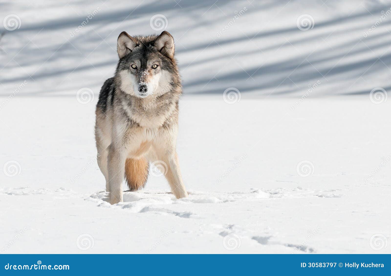Grey Wolf (Canis-wolfszweer) Staart Stock Afbeelding - Image of sneeuw ...