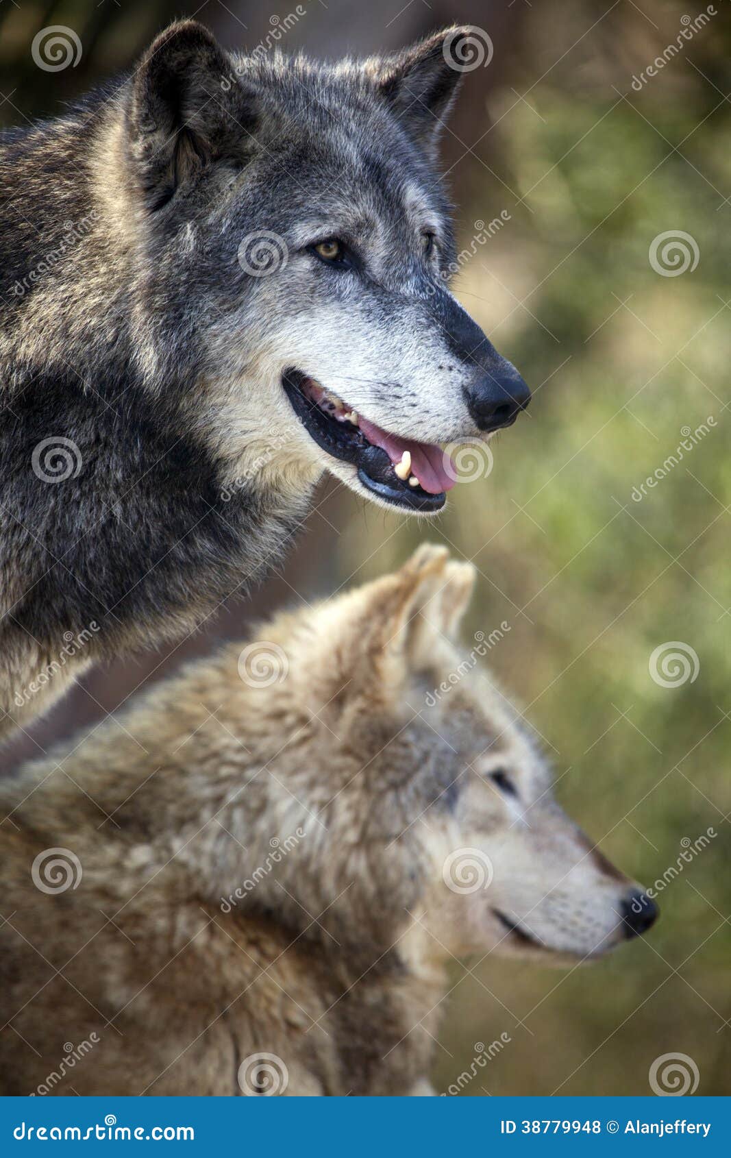 Grey Wolf stock photo. Image of quadruped, carnivore - 38779948