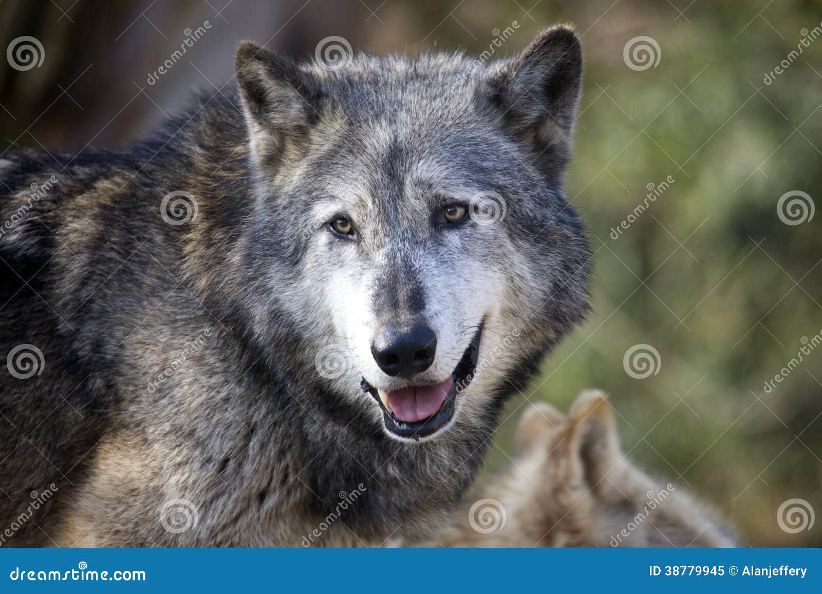 Grey Wolf stock image. Image of predator, carnivorous - 38779945