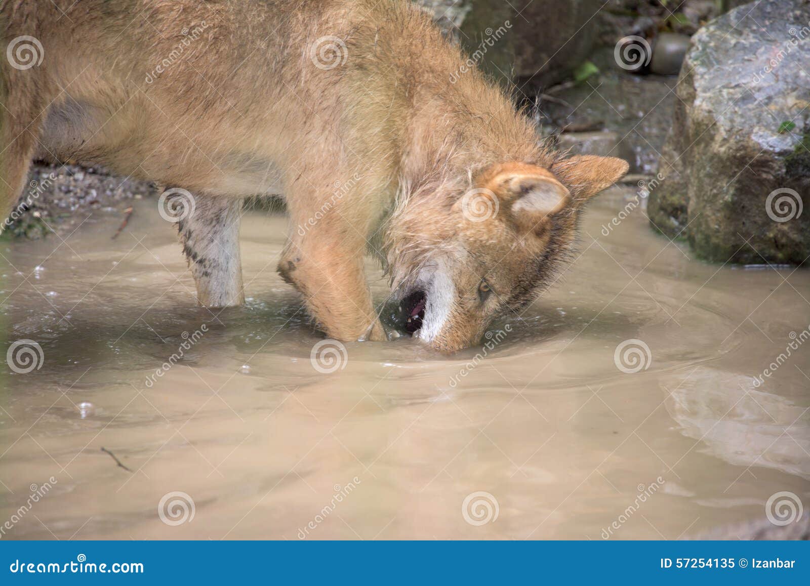 Grey Wolf Eating In Forest Background Royalty-Free Stock Photography ...