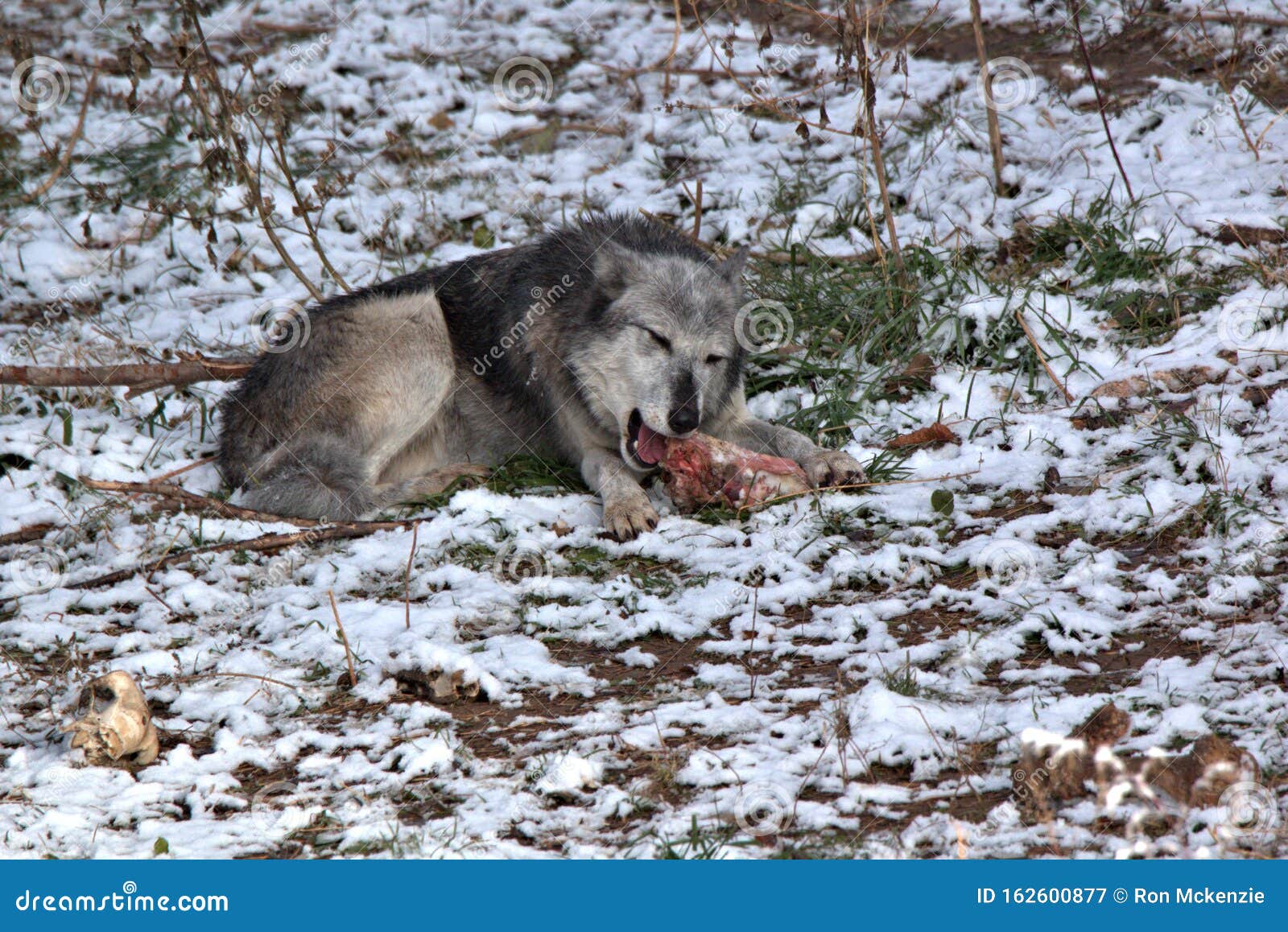 Grey Wolf eating wild game stock image. Image of predatory - 162600877