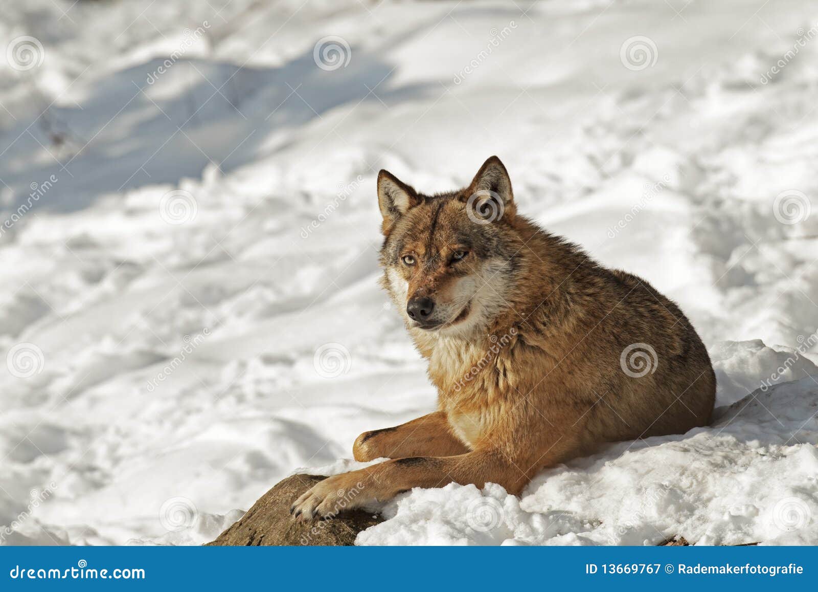 Grey Wolf Enjoying a Sunbath Stock Image - Image of color, brown: 13669767