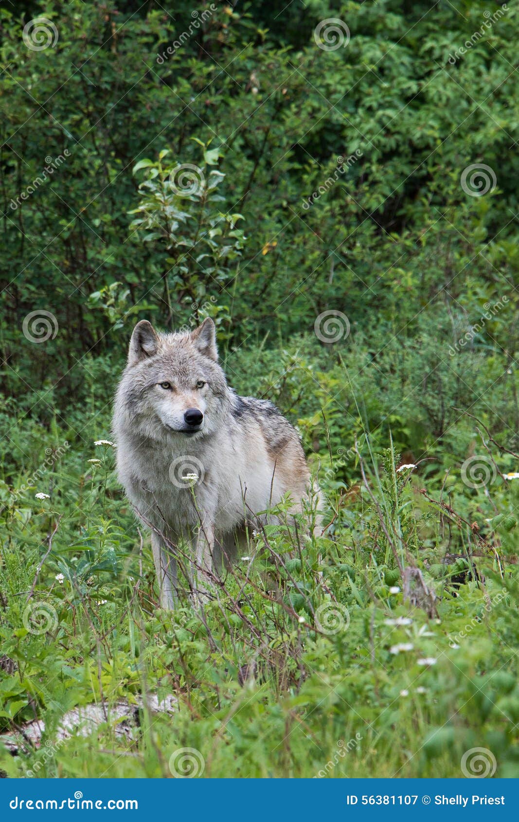 Grey Wolf stock image. Image of wolves, animal, female - 56381107