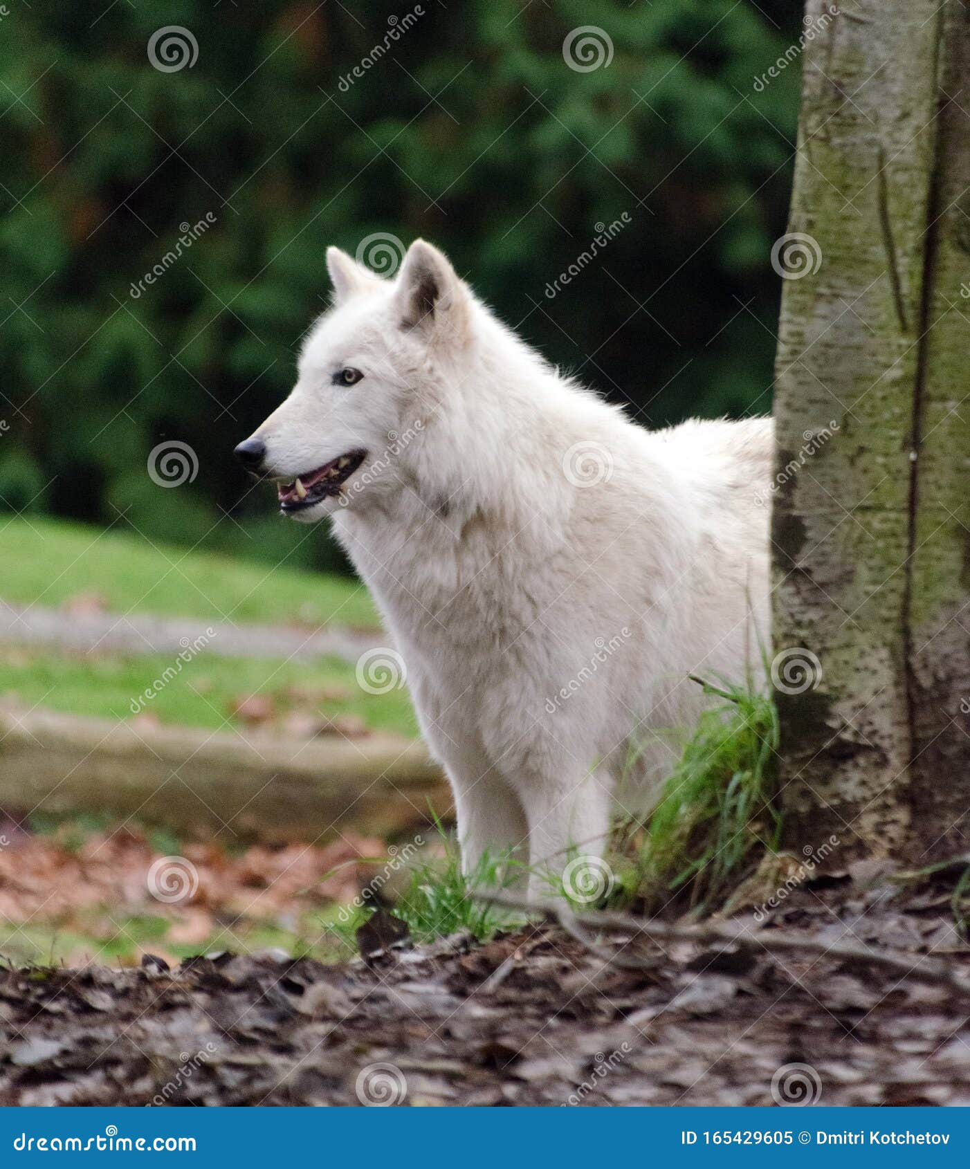 Female White Wolf