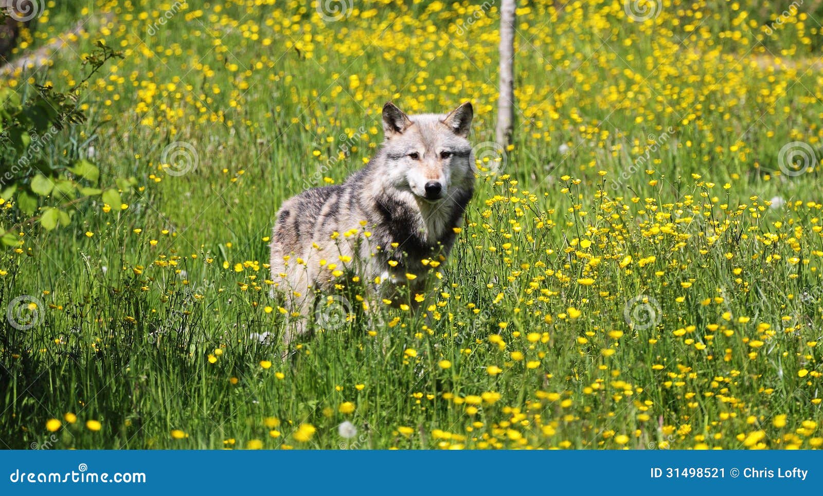 Grey Wolf in a Field of Buttercups Stock Image - Image of nature, wolf ...