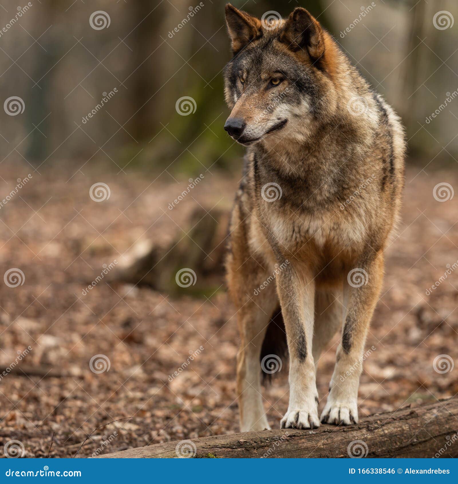 Grey wolf in the forest stock photo. Image of park, creature - 166338546