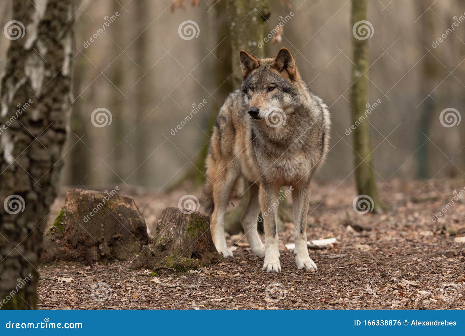 Grey wolf in the forest stock photo. Image of cold, lupus - 166338876