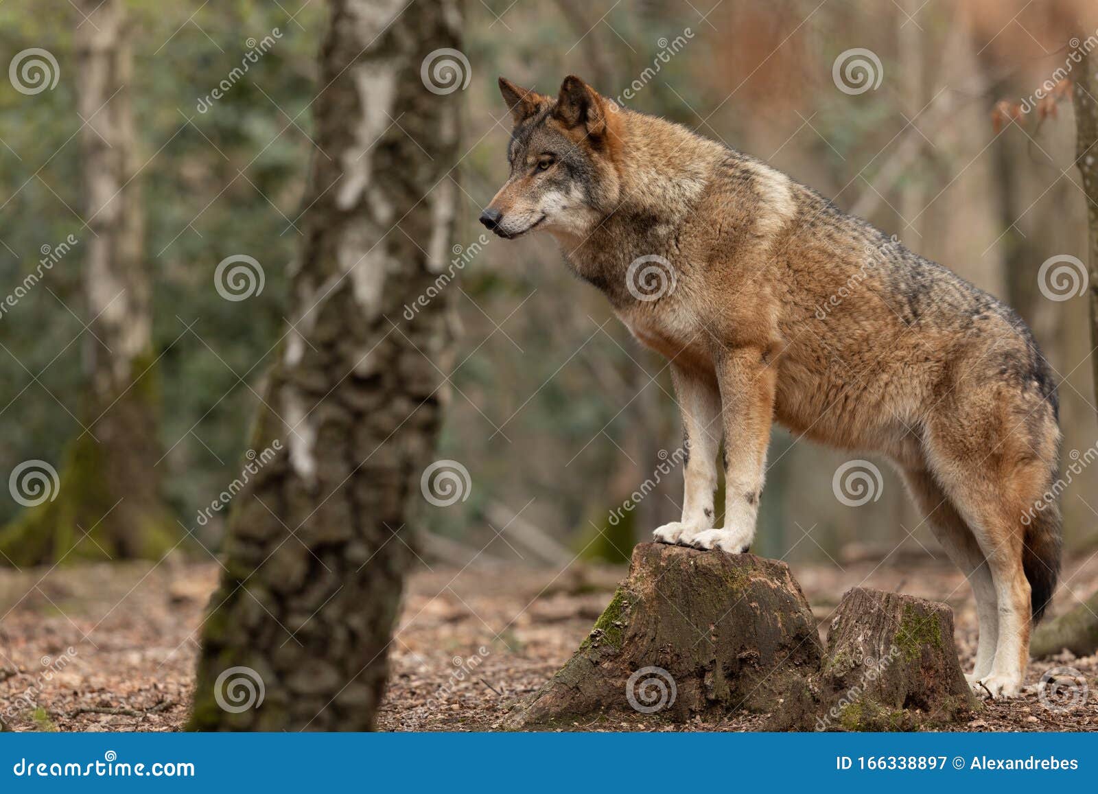 Grey wolf in the forest stock image. Image of outdoors - 166338897