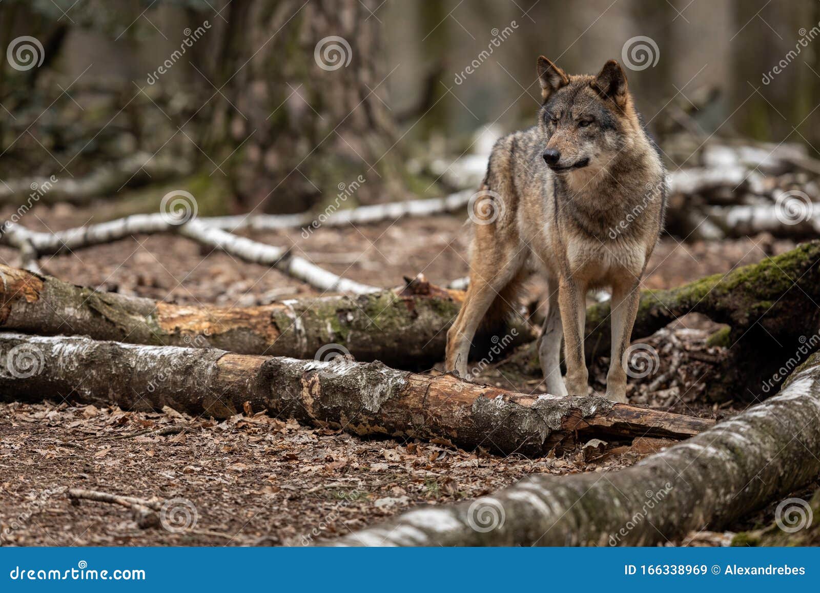 Grey wolf in the forest stock image. Image of nature - 166338969