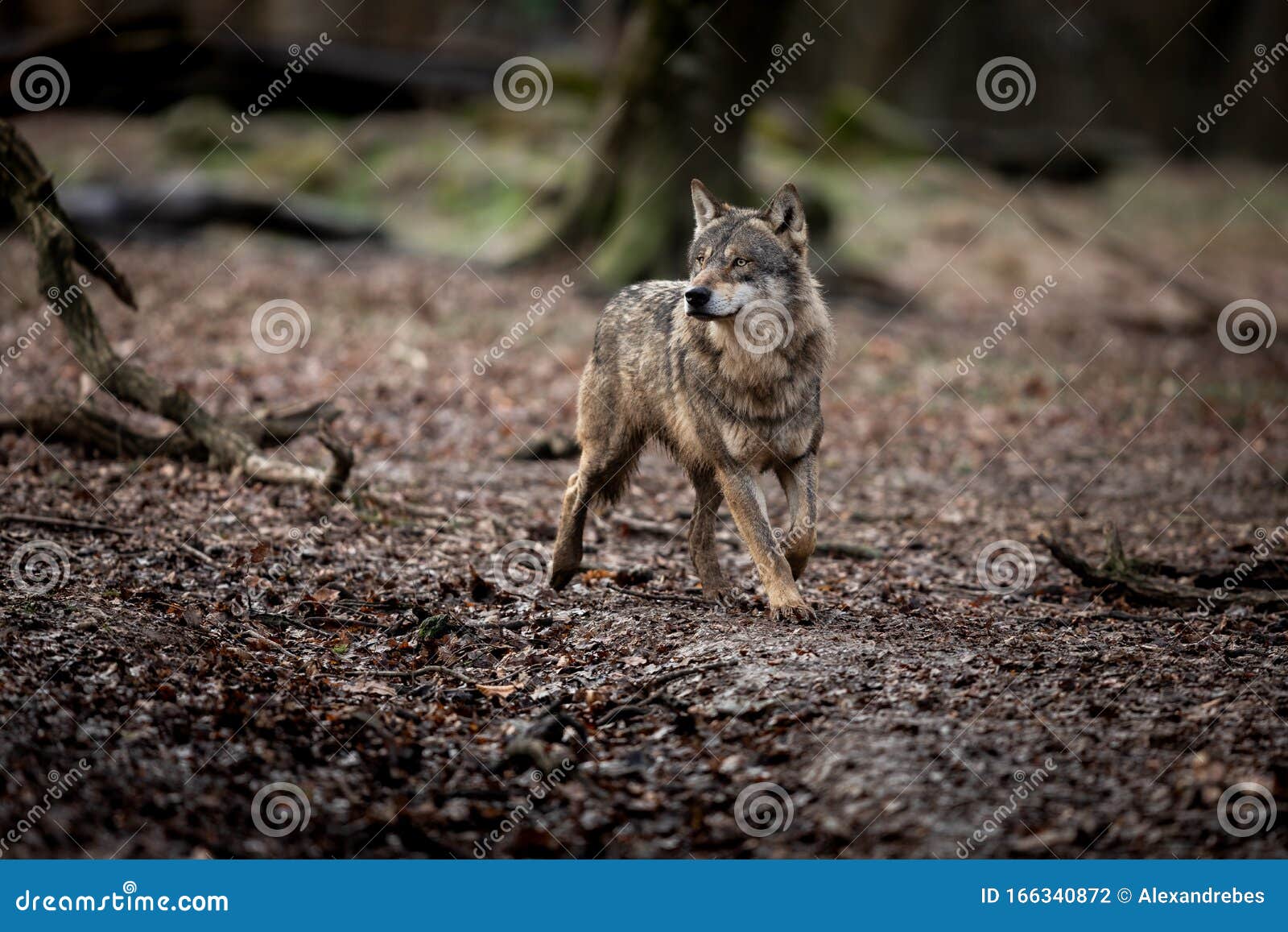 Grey wolf in the forest stock photo. Image of horizontal - 166340872