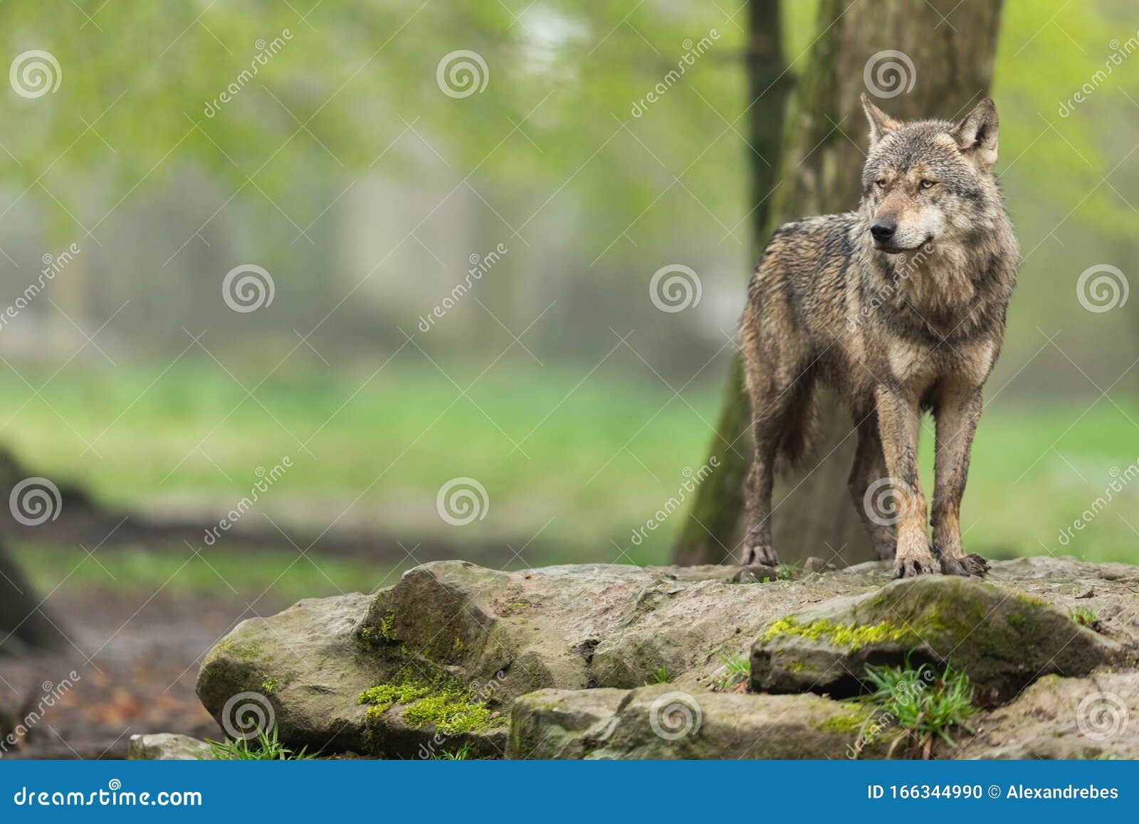 Grey wolf in the forest stock photo. Image of park, lupus - 166344990