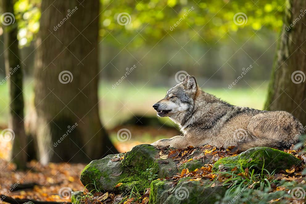 Grey wolf in the forest stock image. Image of nose, hunter - 166349265