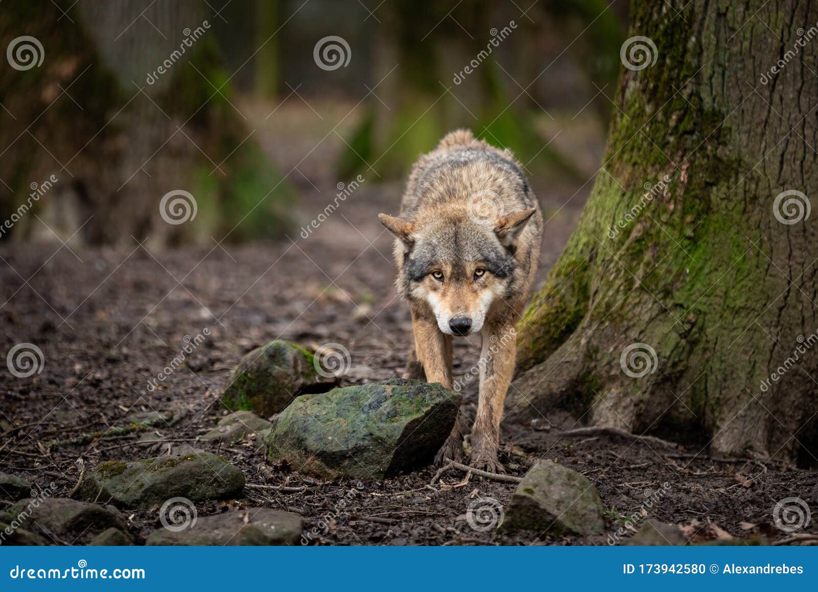 Grey wolf in the forest stock photo. Image of portrait - 173942580