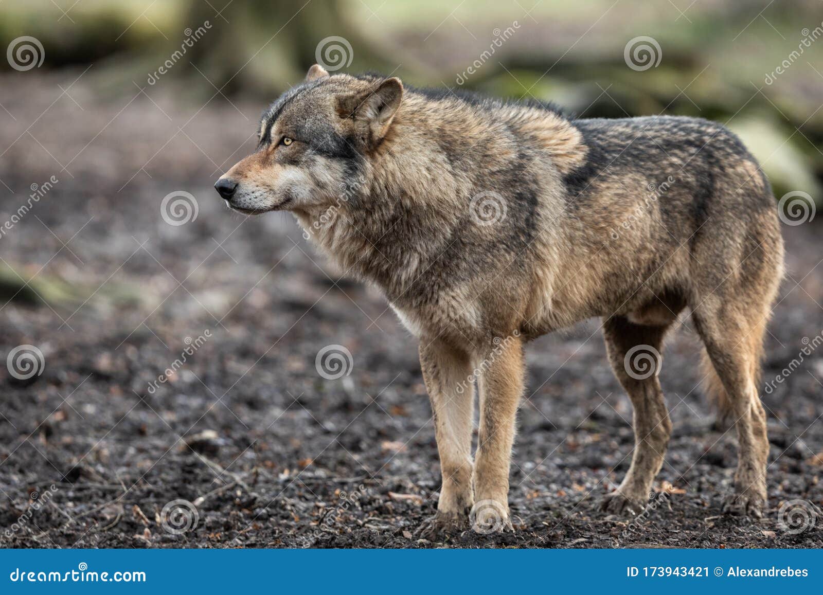Grey wolf in the forest stock image. Image of outdoor - 173943421