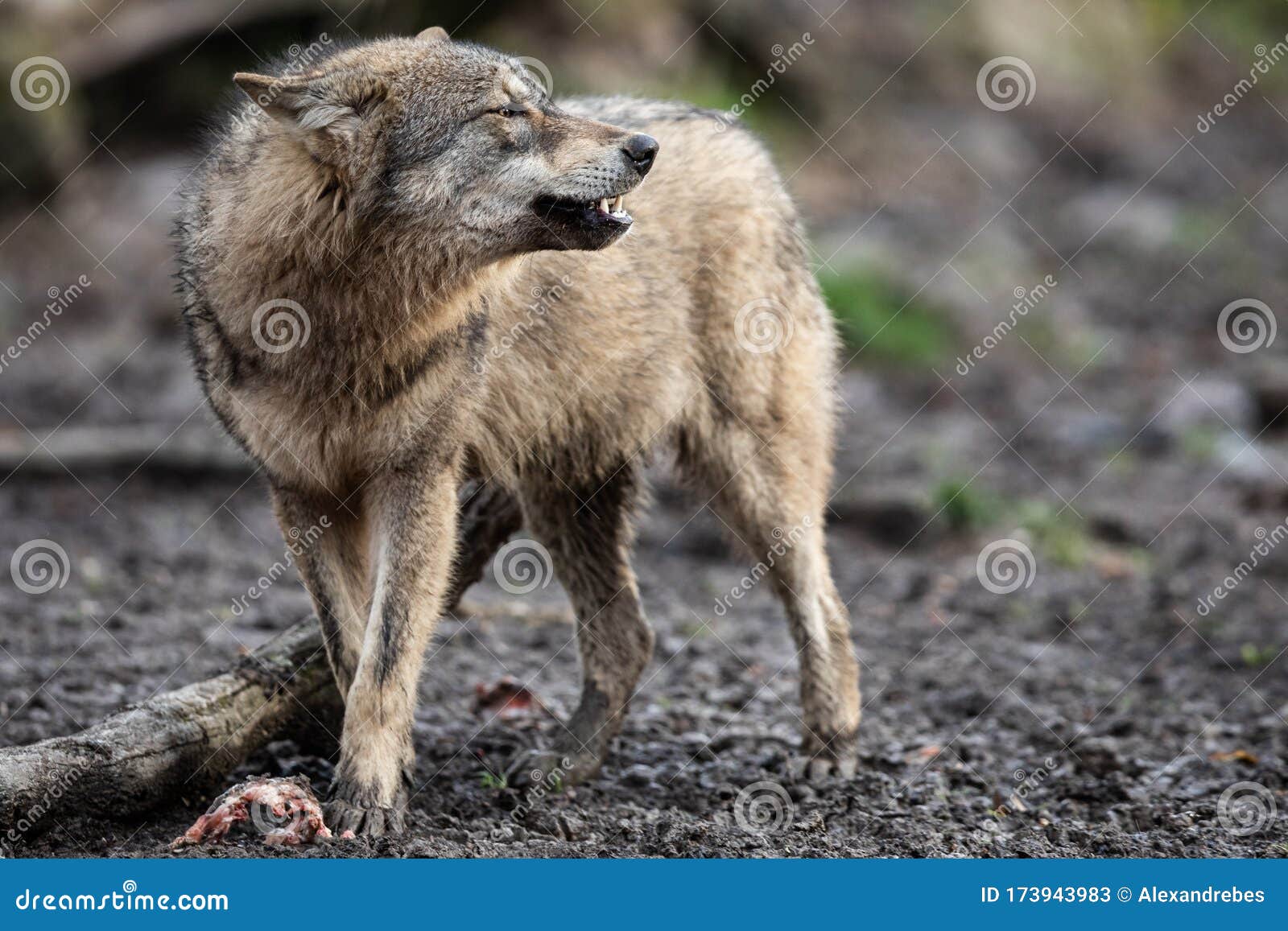 Grey wolf in the forest stock image. Image of cold, predator - 173943983