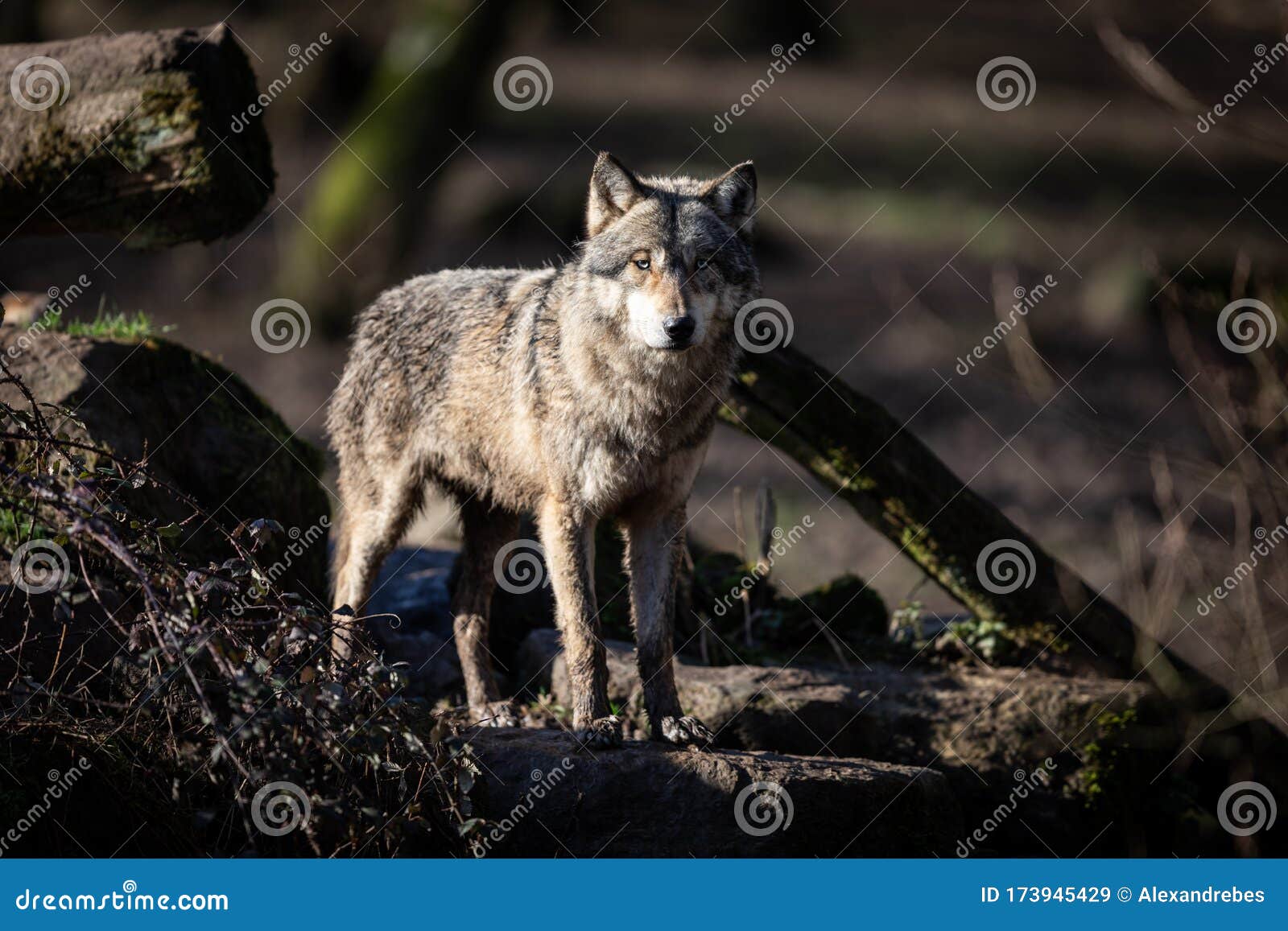 Grey wolf in the forest stock image. Image of looking - 173945429