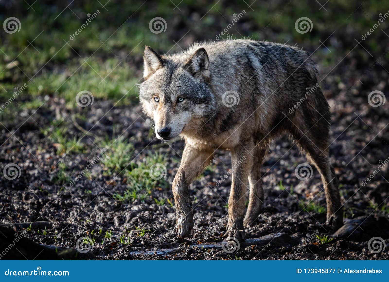 Grey wolf in the forest stock image. Image of mammal - 173945877