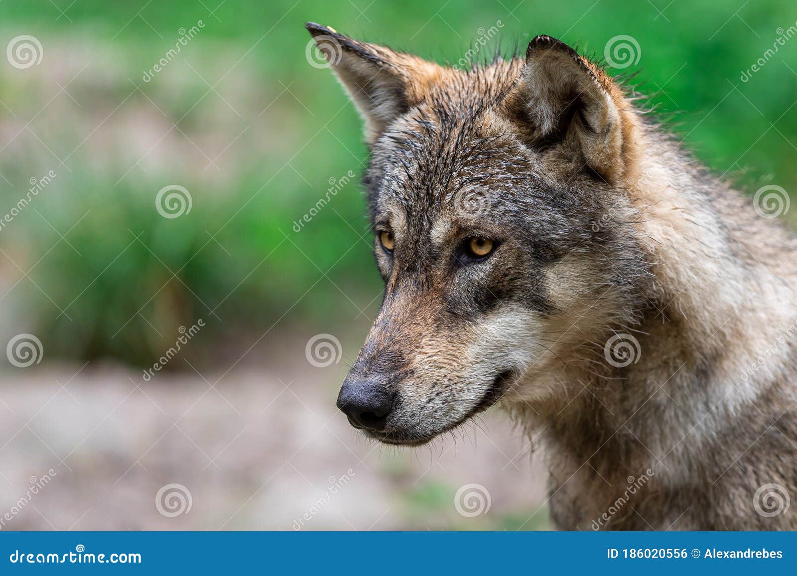 Grey wolf in the forest stock photo. Image of natural - 186020556