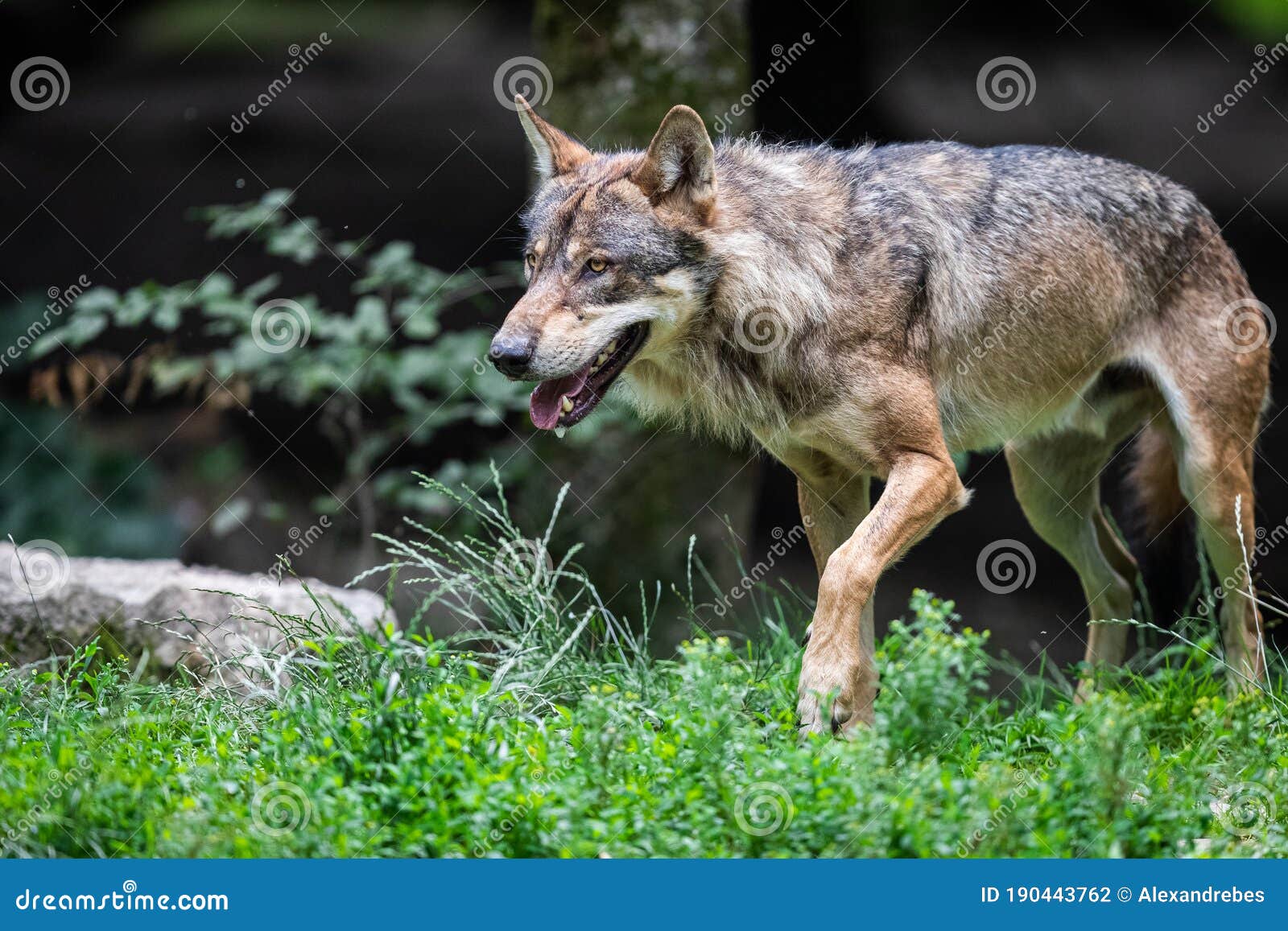 Grey wolf in the forest stock photo. Image of winter - 190443762