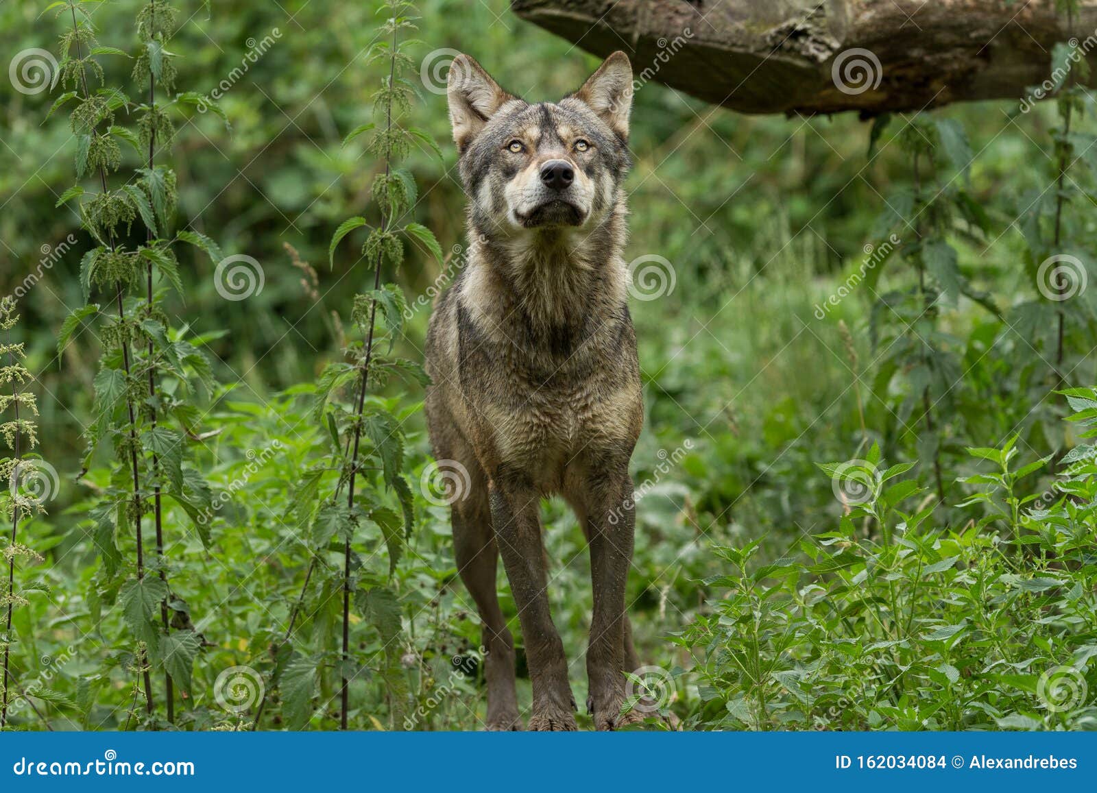 Grey wolf in the forest stock photo. Image of beast - 162034084
