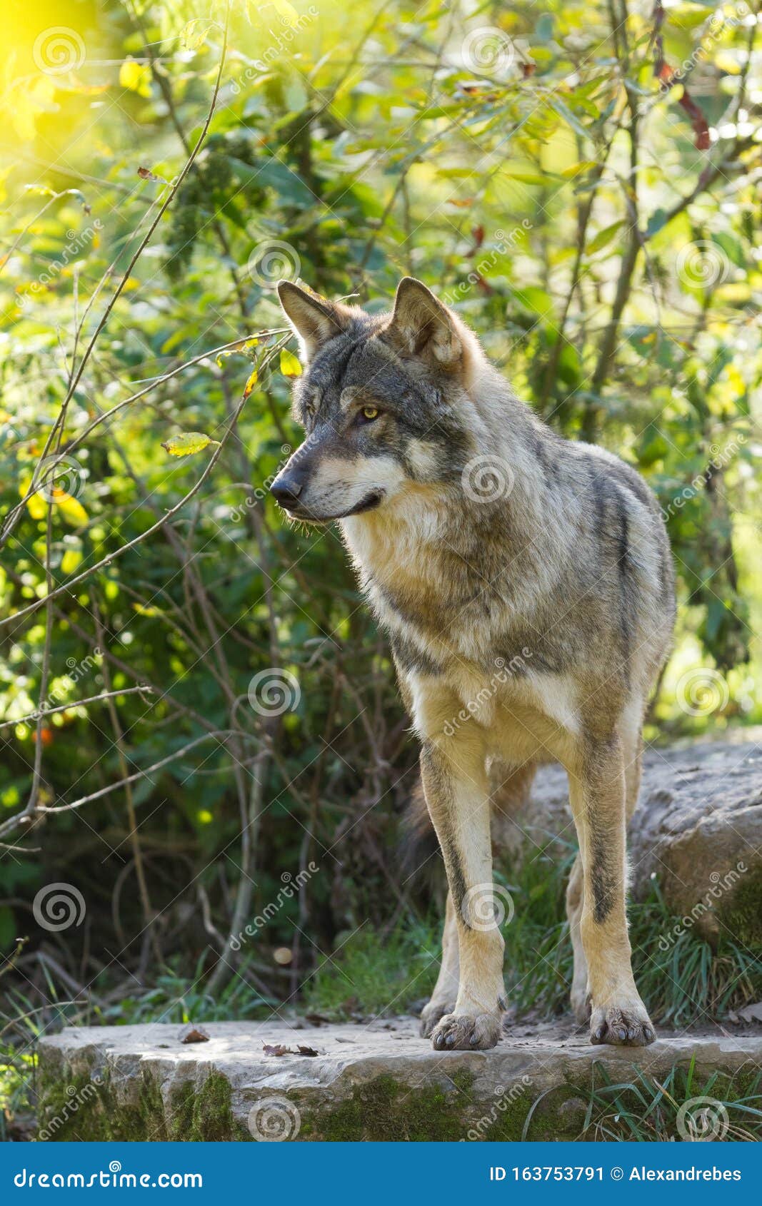 Grey wolf in the forest stock image. Image of beast - 163753791