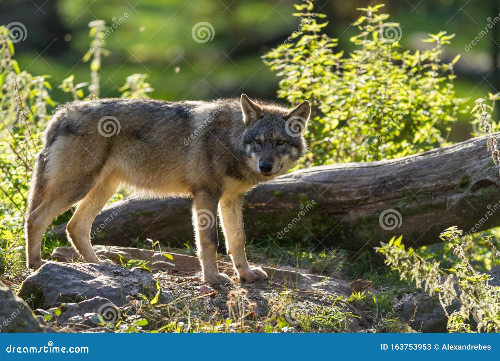 Grey wolf in the forest stock image. Image of europe - 163753953