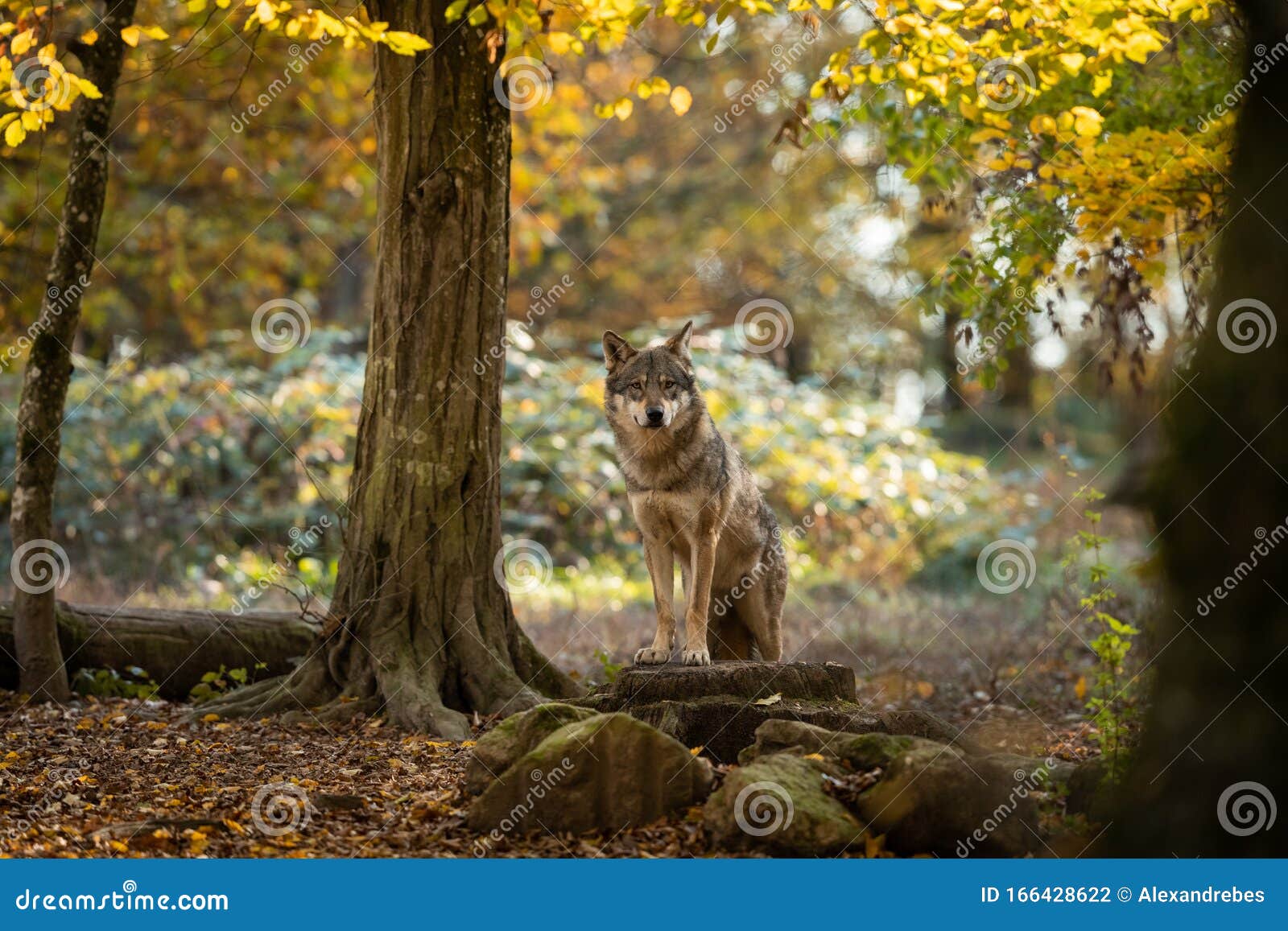 Grey wolf in the forest stock photo. Image of forest - 166428622