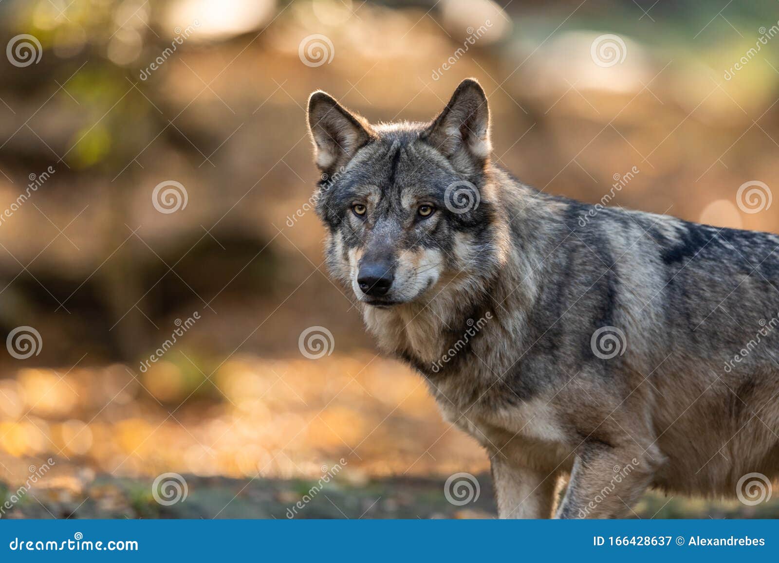 Grey wolf in the forest stock image. Image of natural - 166428637